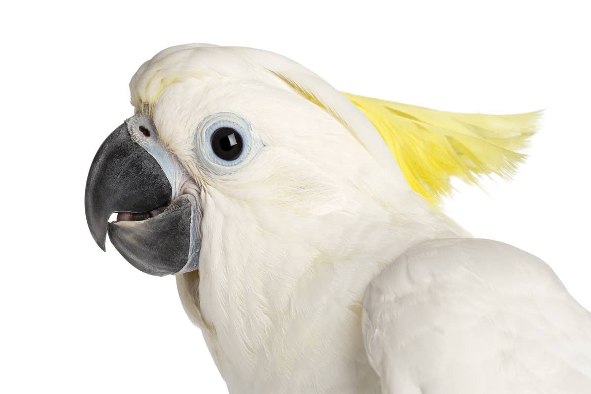 Sassy Cockatoo Pokes Fun at Sick Sister With Exactly Zero Regrets ...