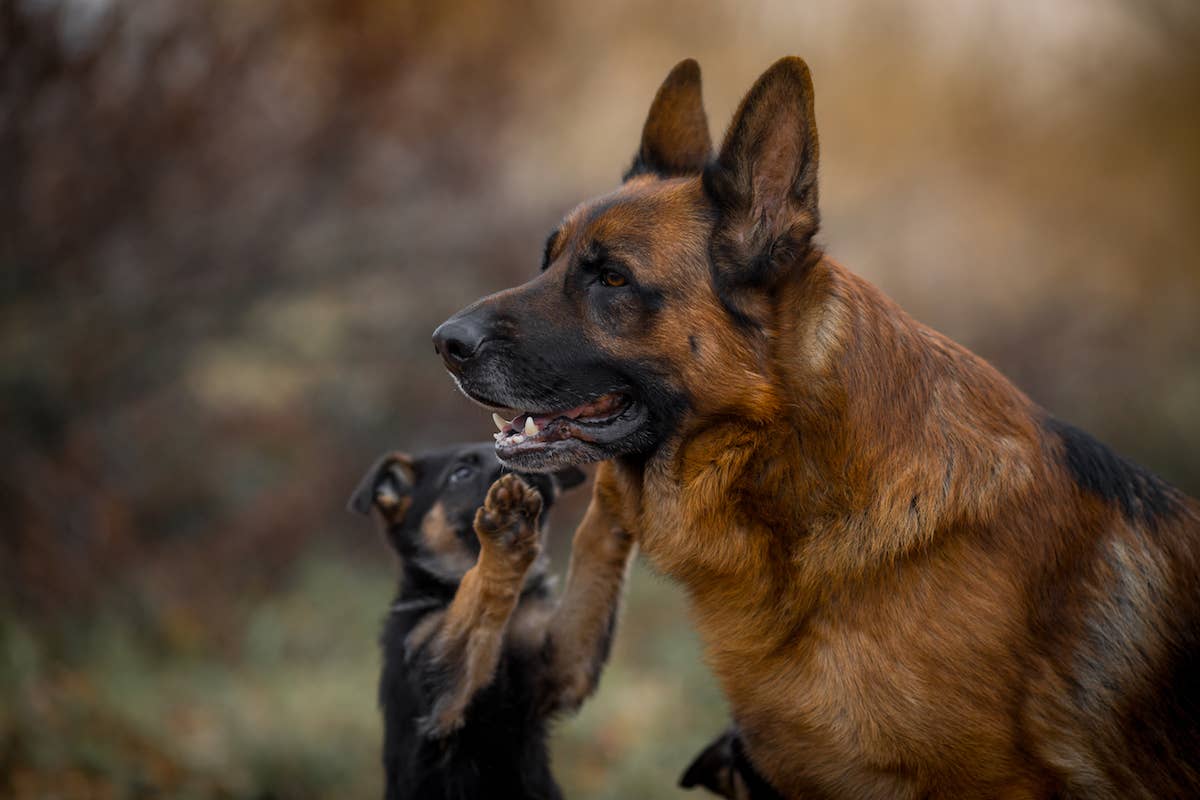 German Shepherd Duo ‘Romeo’ and ‘Juliet’ Give off Major Guard Dog Vibes ...