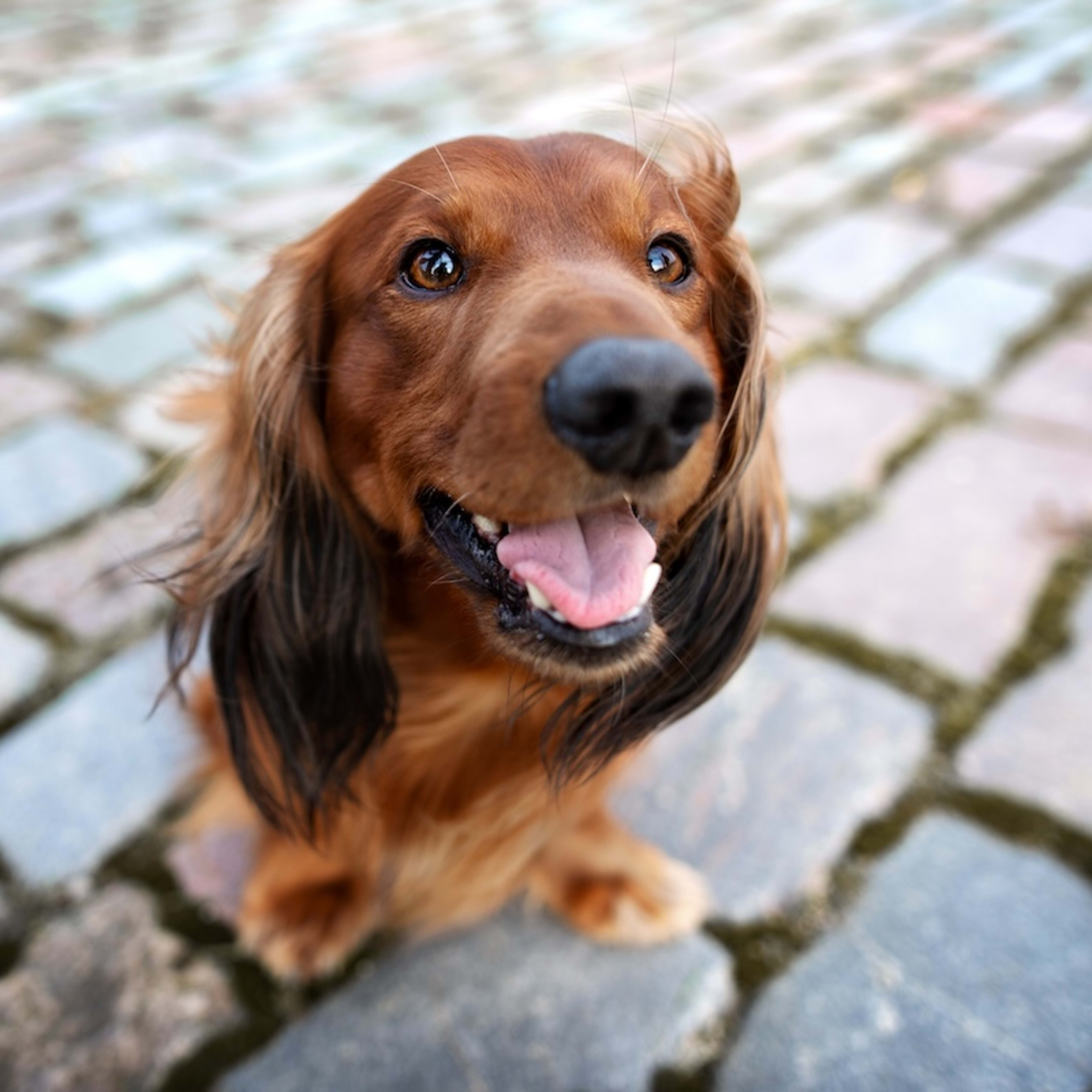 Dachshund-Cattle Dog Mix Is the Wackiest Weenie in the World - Parade Pets