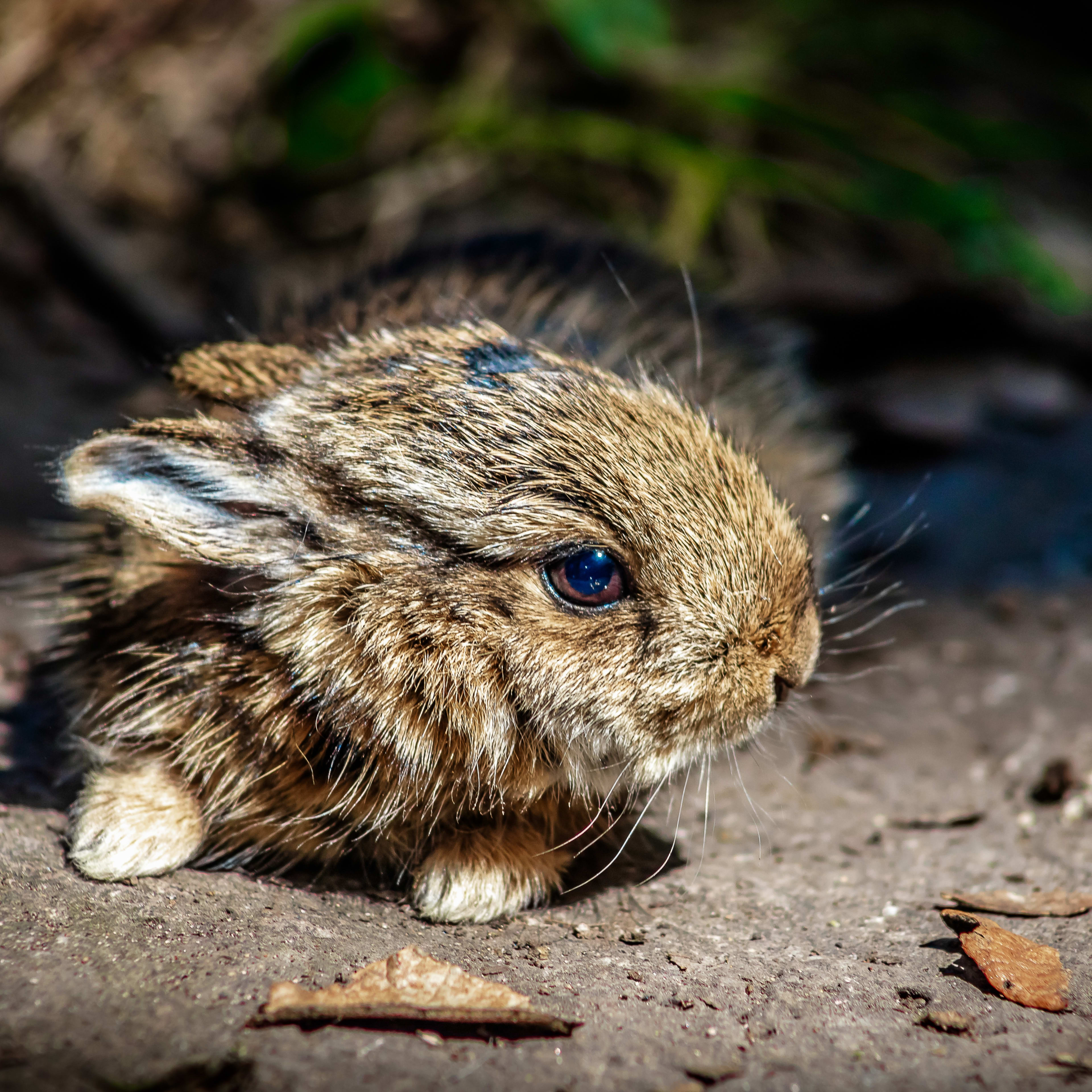 Grumpy Baby Bunny Has the Cutest Temper Tantrum After Mom Moves Her ...