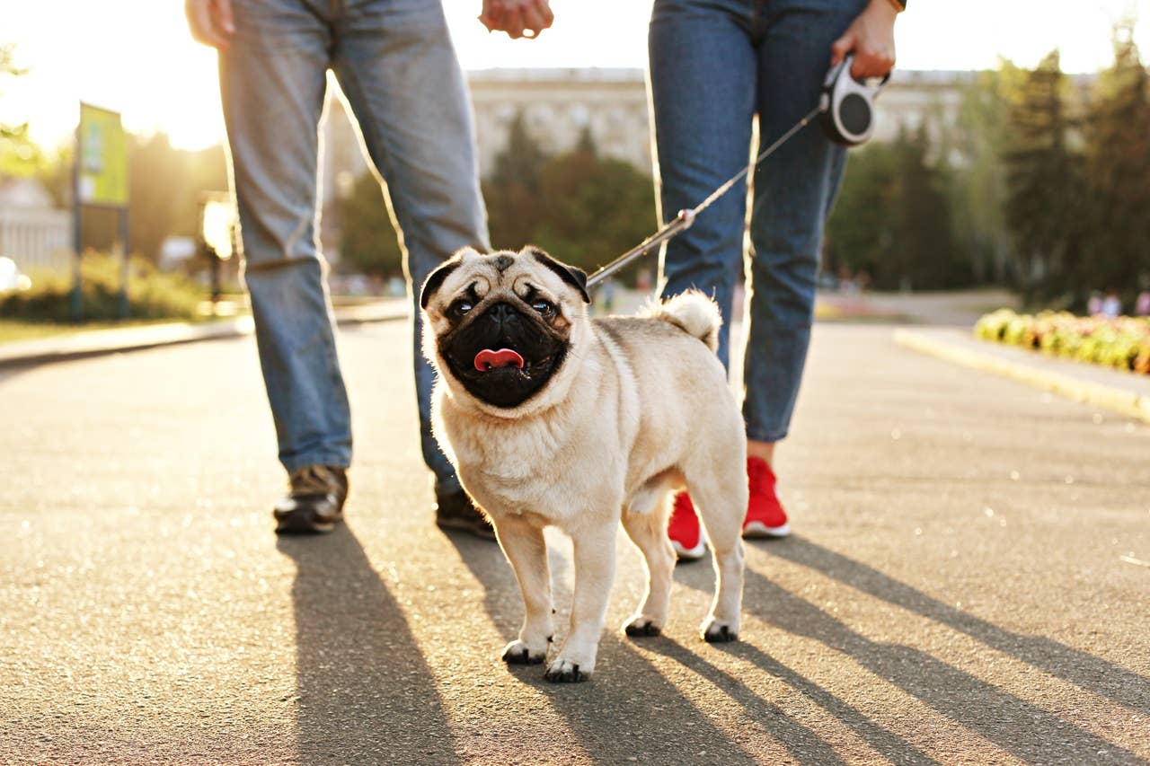 ParadePets