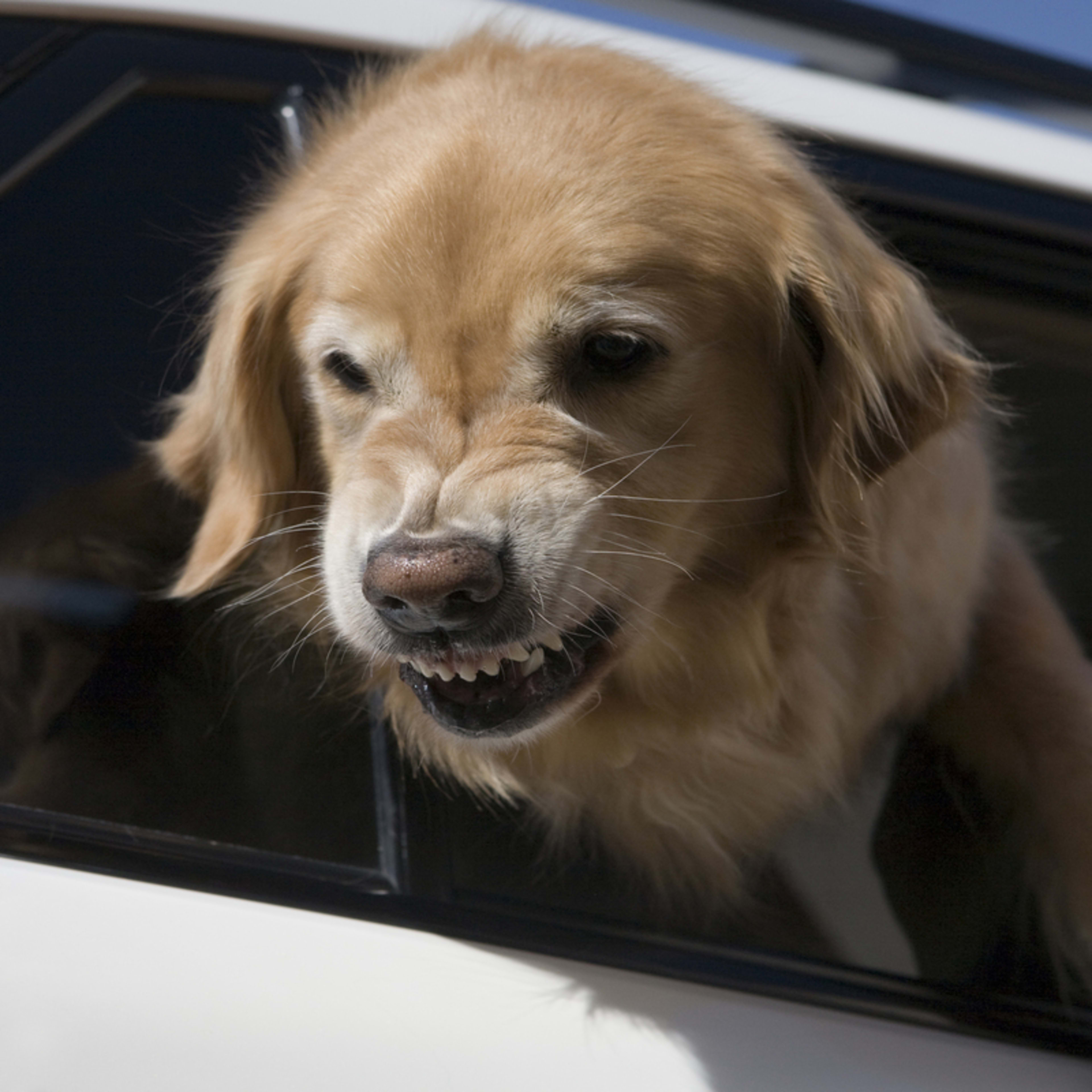 Golden Retriever 'Bravely' Alerts Mom of Concerning Kitchen Situation ...