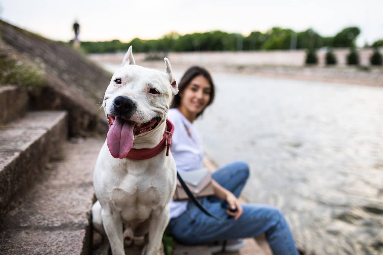 People Can’t Believe This Incredibly Fluffy Dog Is Actually a Pit Bull ...