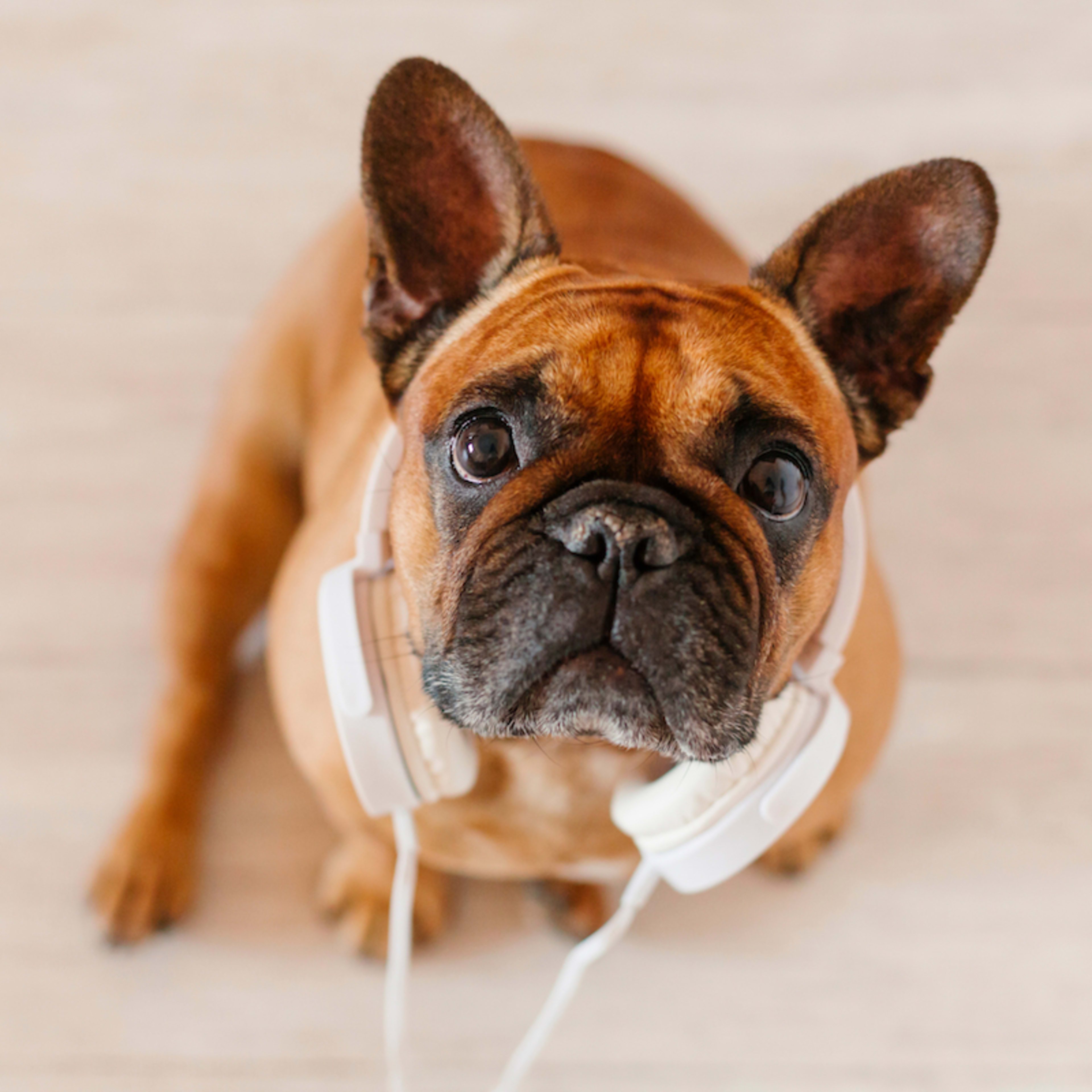 Fluffy French Bulldog Puppy Looks Like the Cutest Little Space Alien We ...