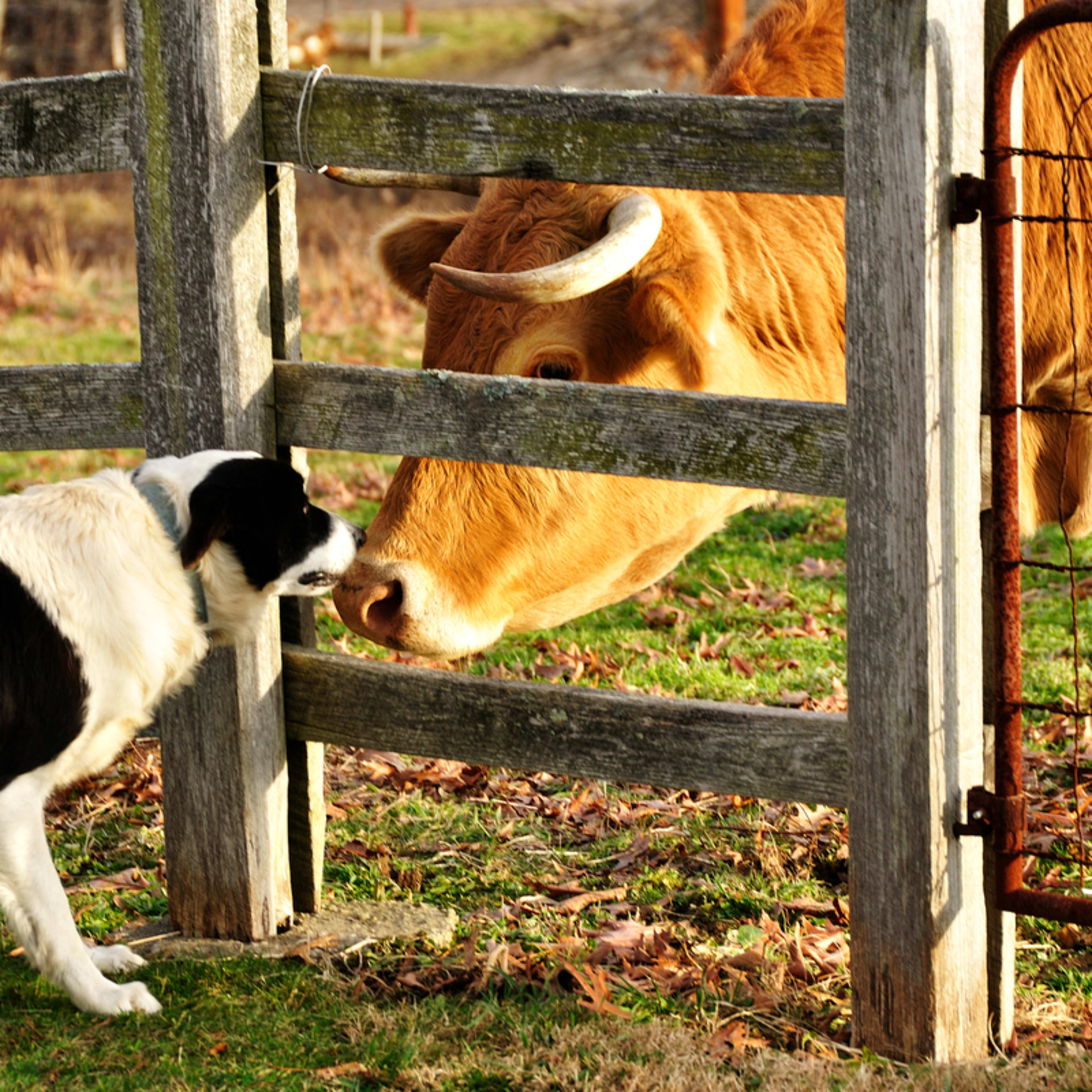 Border Collie ‘With Many Things To Do’ Clears Her Schedule To Comfort ...