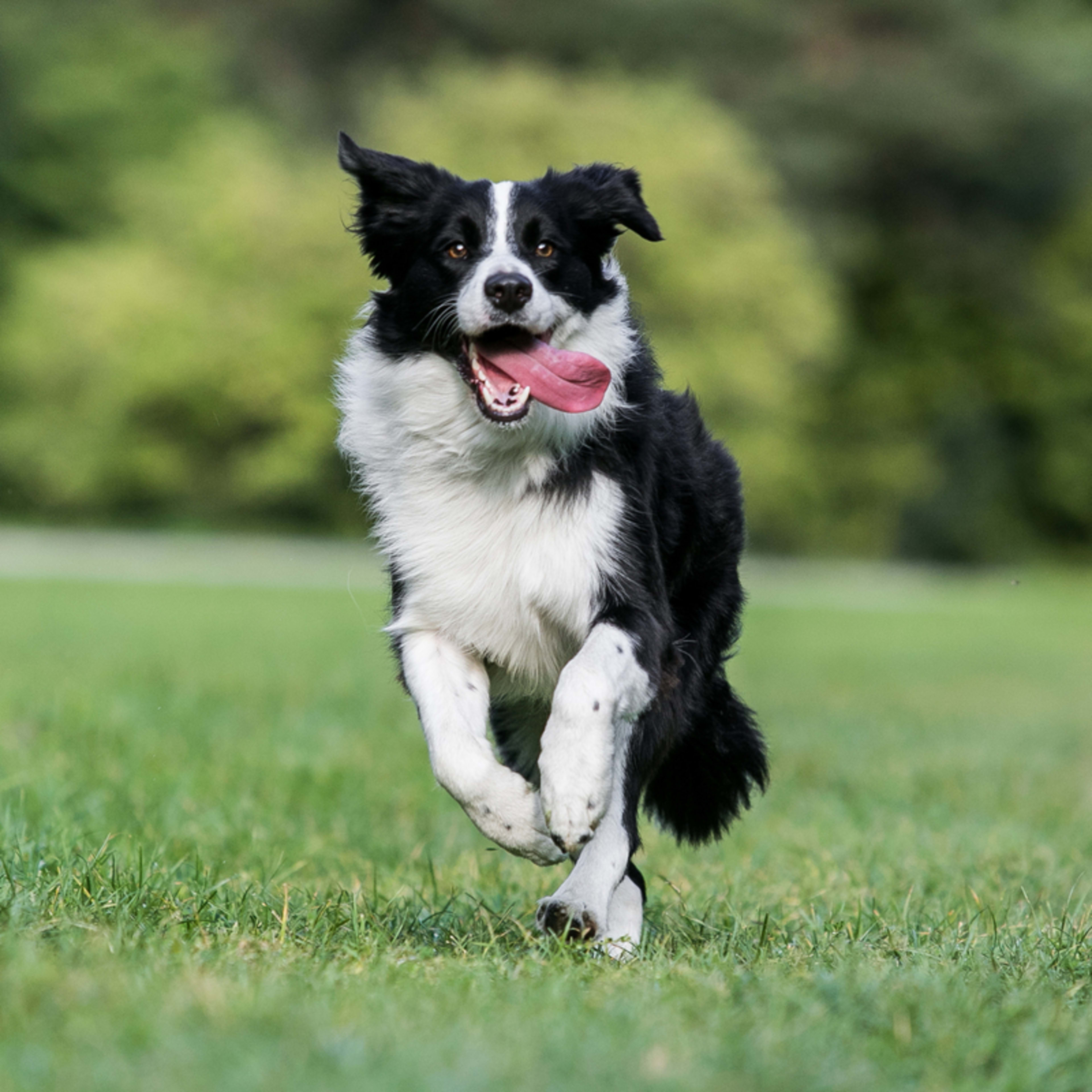 white border collies