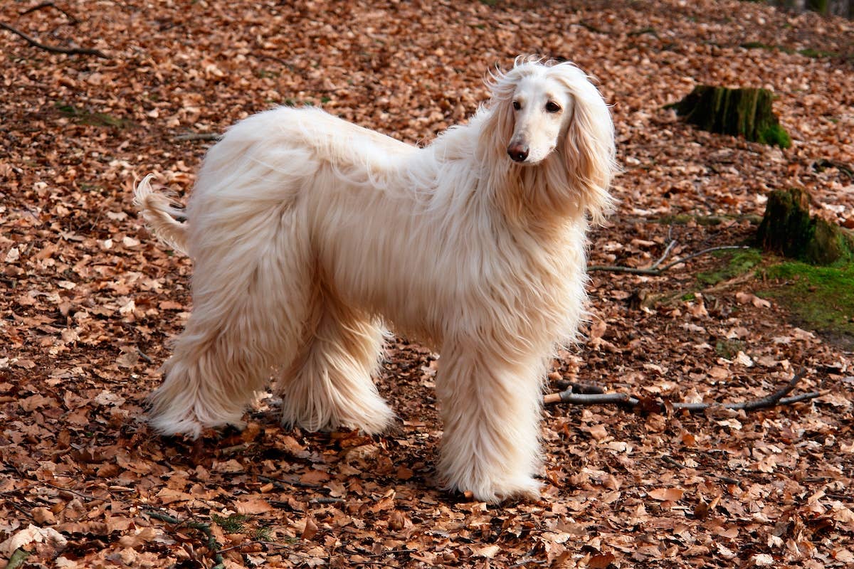 ParadePets