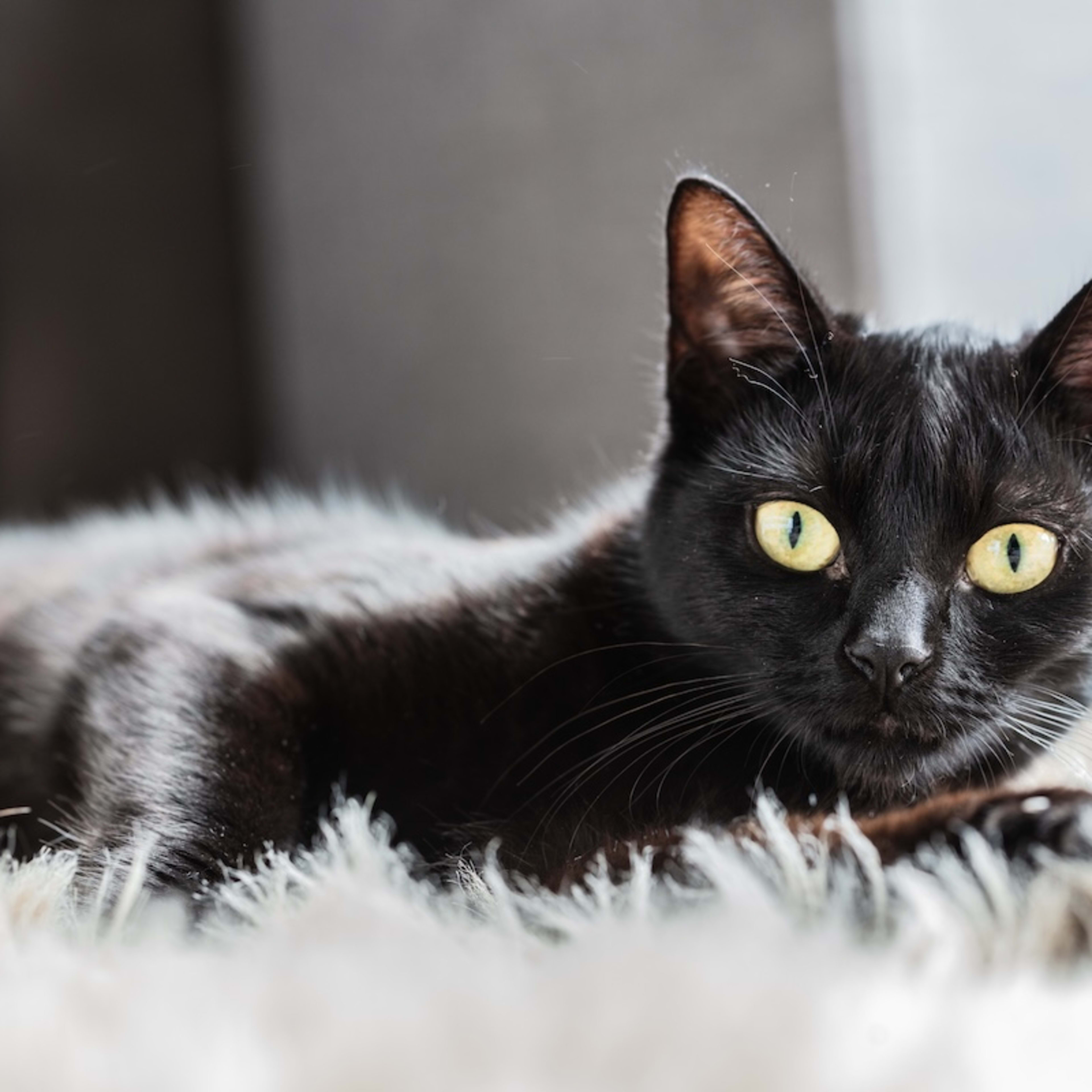 Famous Black Cat Scours the Streets of Salem Every October - Parade Pets