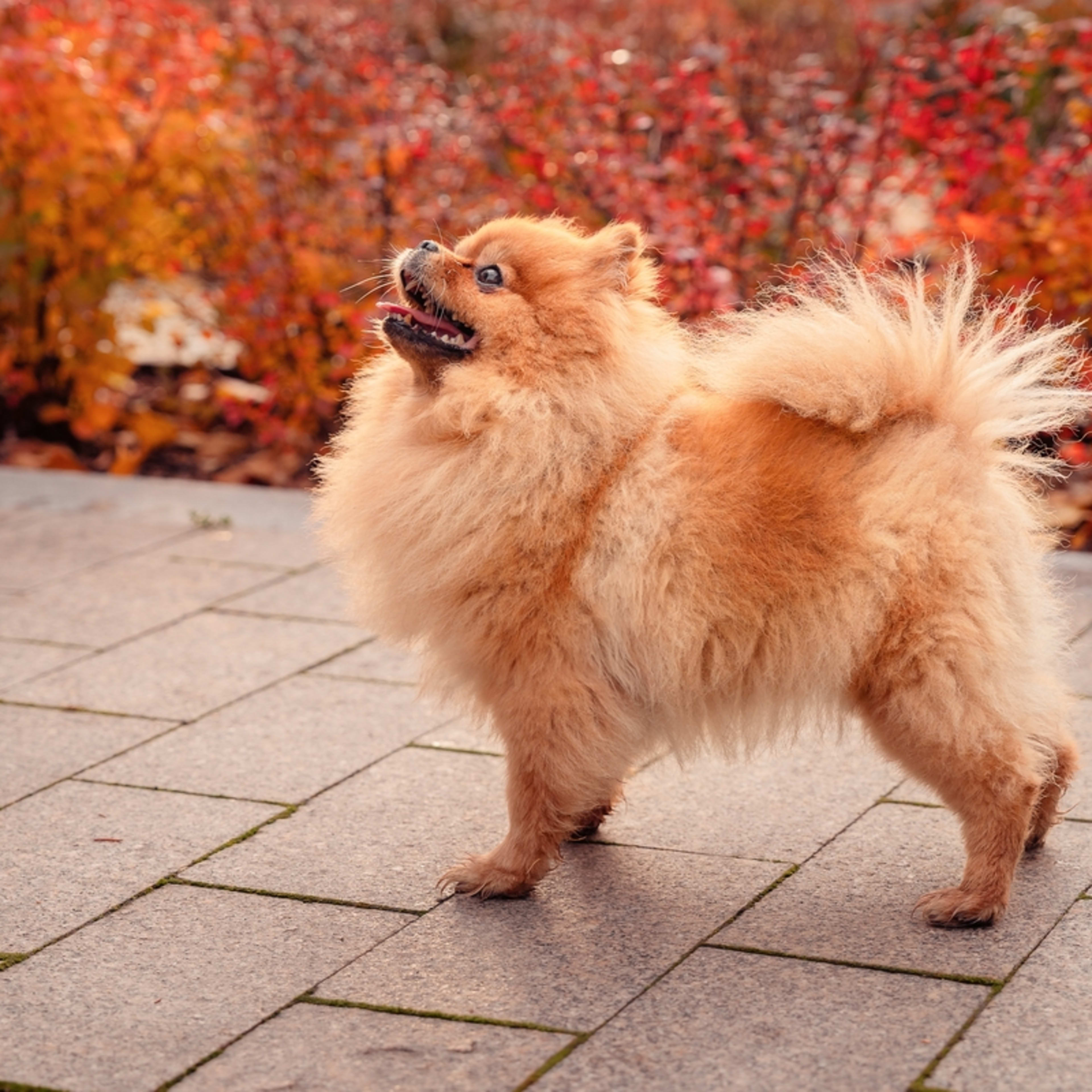 Pomeranian's Excitement of Seeing Grandparents Wins the Internet ...