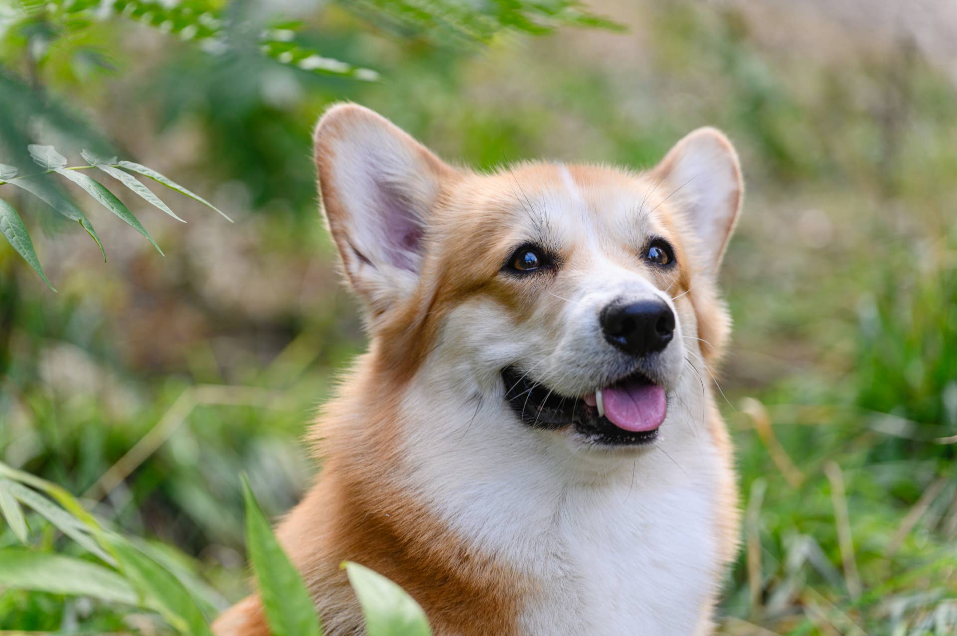 Rare Bernese Mountain-Corgi Mix Puppy Has Everyone Smitten - Parade Pets