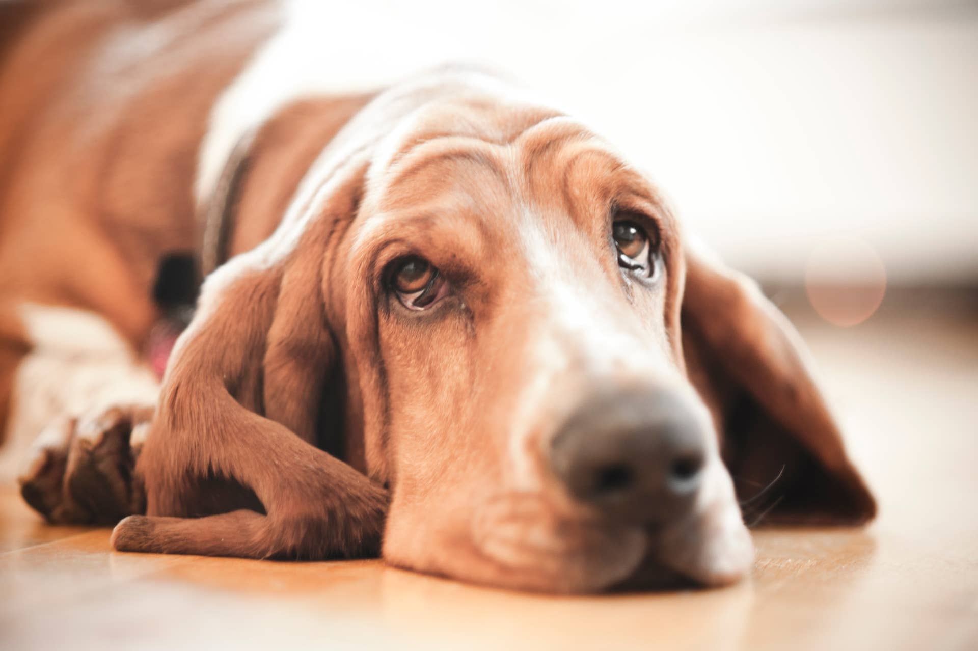 Watch Baby Basset Hounds Step Outside for the Very First Time - Parade Pets