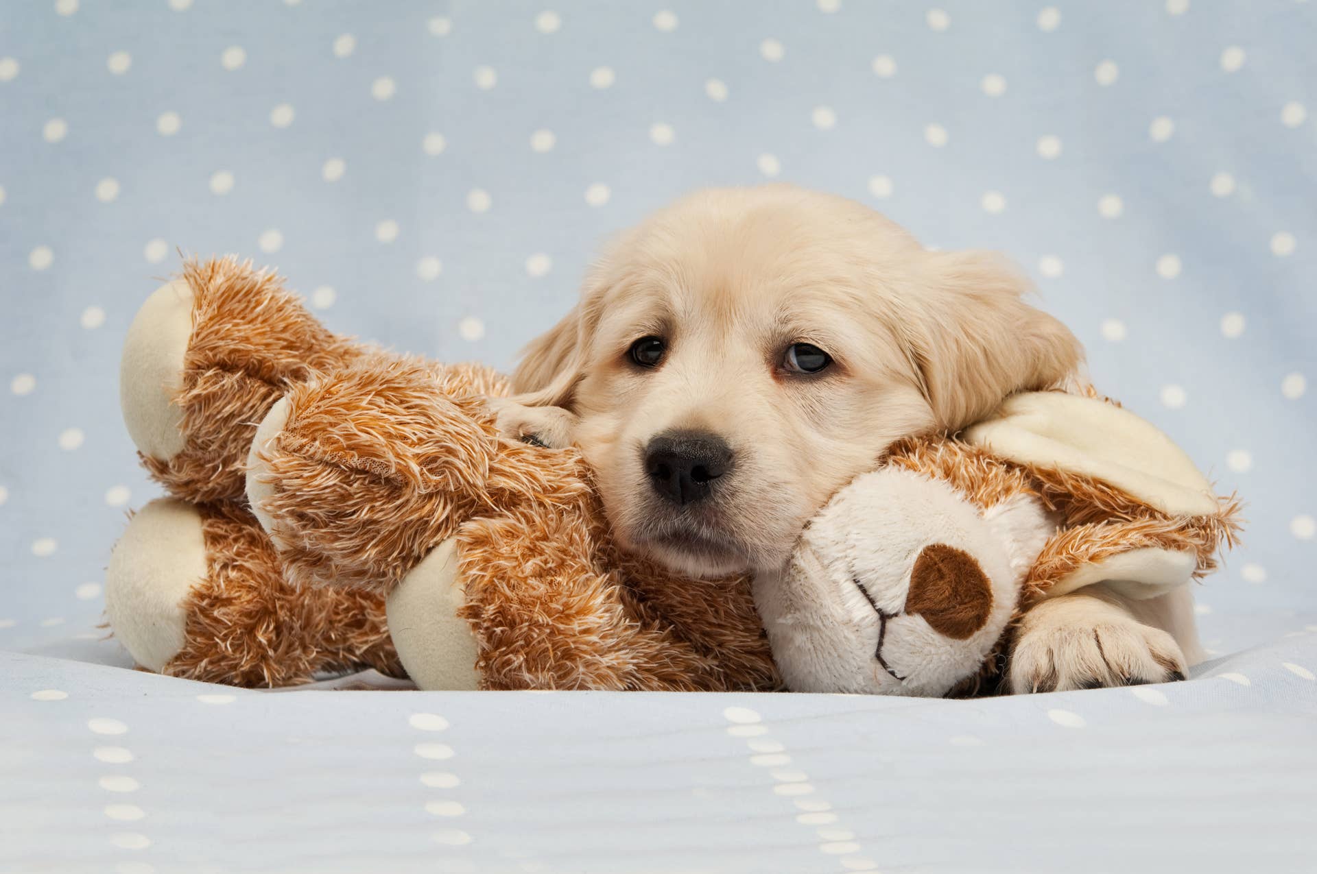Golden Retriever Proudly Shows Off His Teddy Bear Friend - Parade Pets