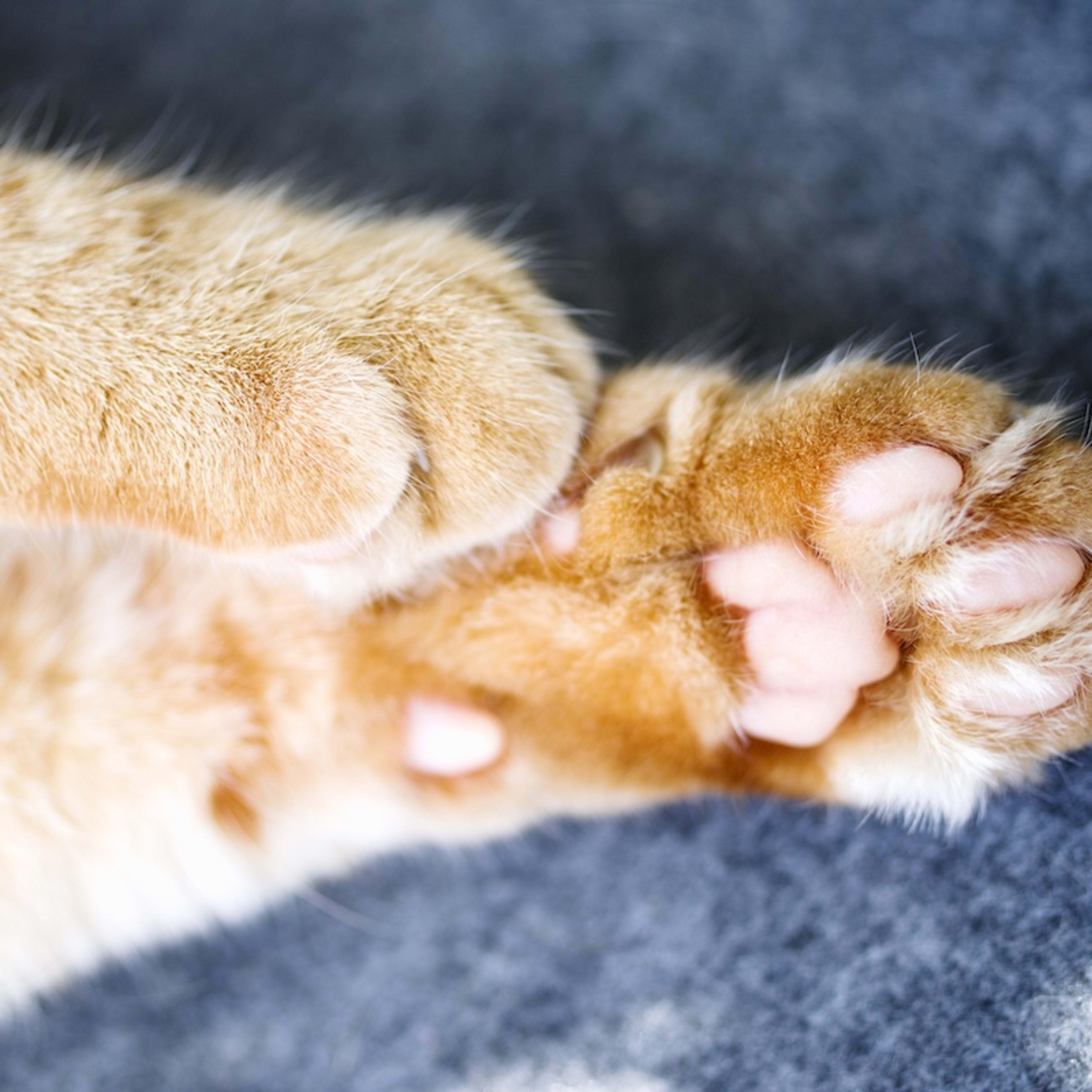 Funny Cat 'Tolerates' Baby Reading Him a Book Like a Trooper - Parade Pets