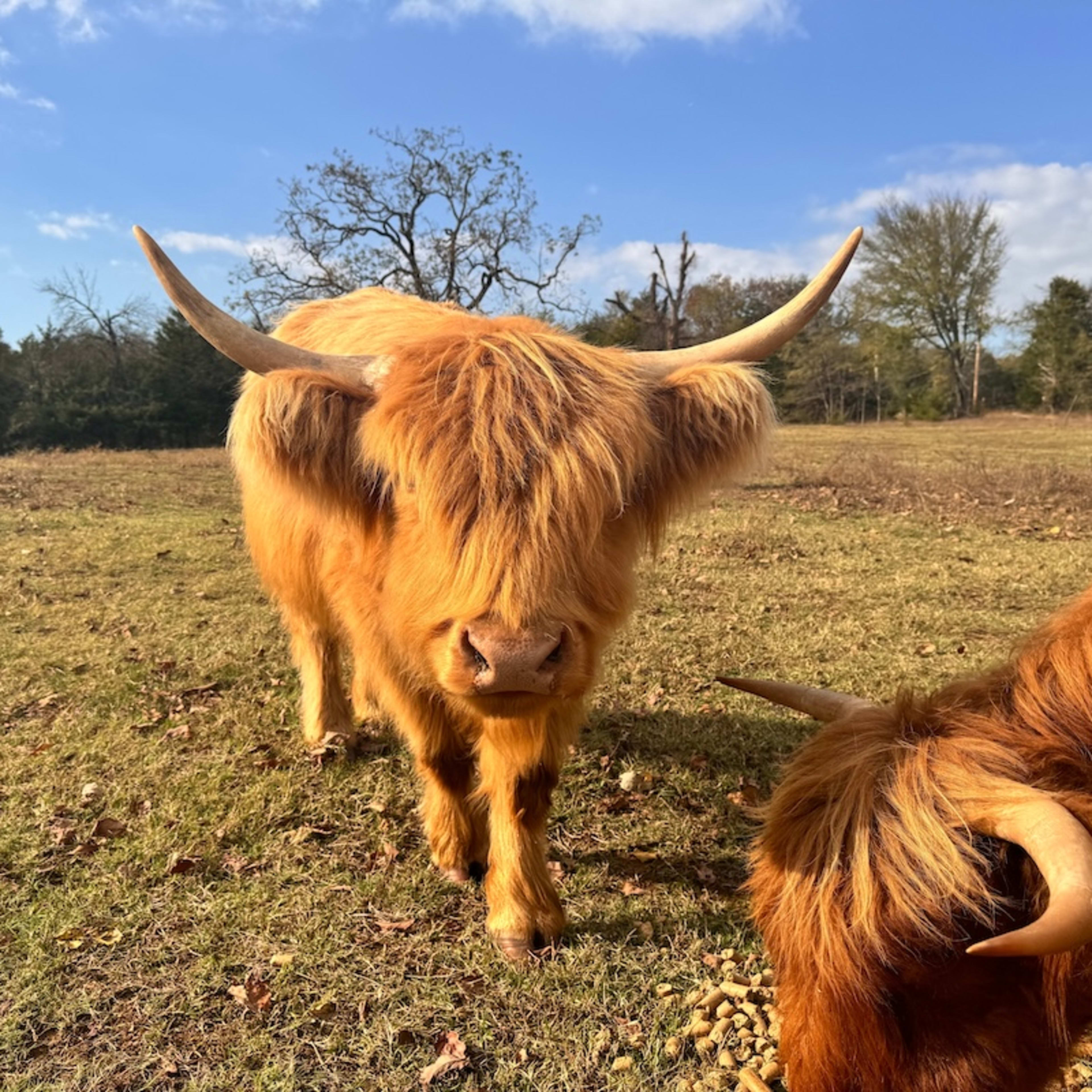 Cow With an Extra Leg on His Head Looks Like He's Wearing a Festive Hat ...