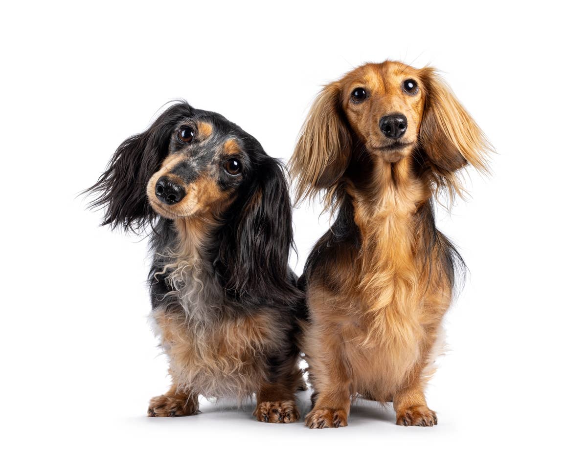 Dachshund Puppy's Perfect Morning Routine Includes a Teeth Cleaning ...