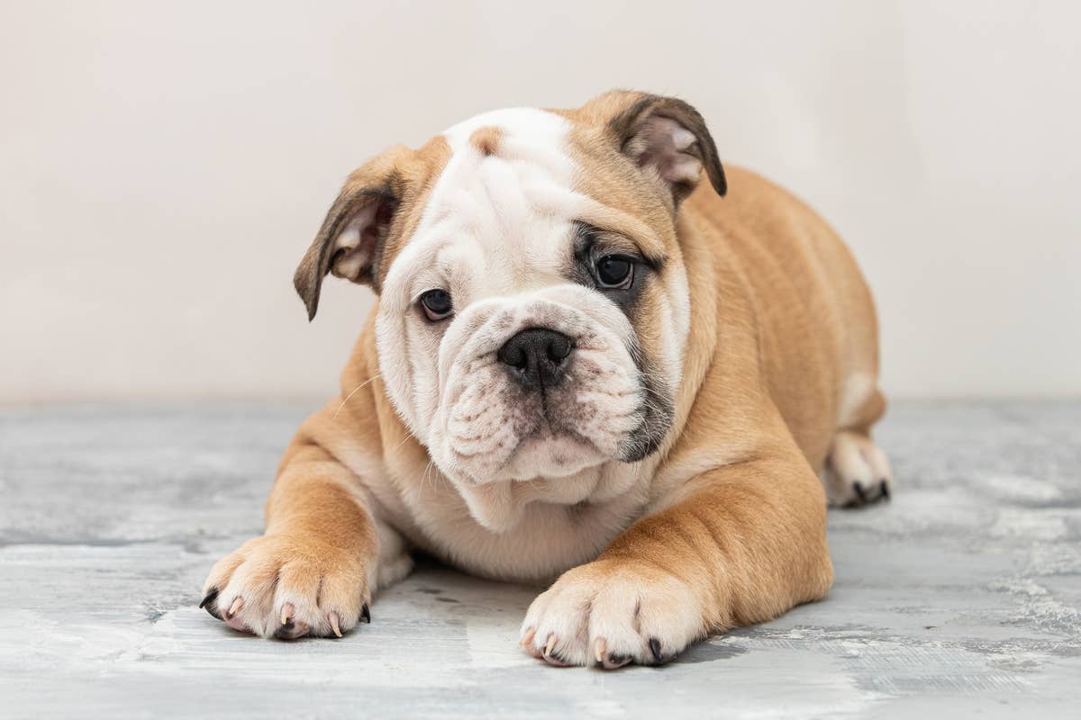 Bulldog's Death Stare When He Doesn't Get Promised Belly Rub Is ...