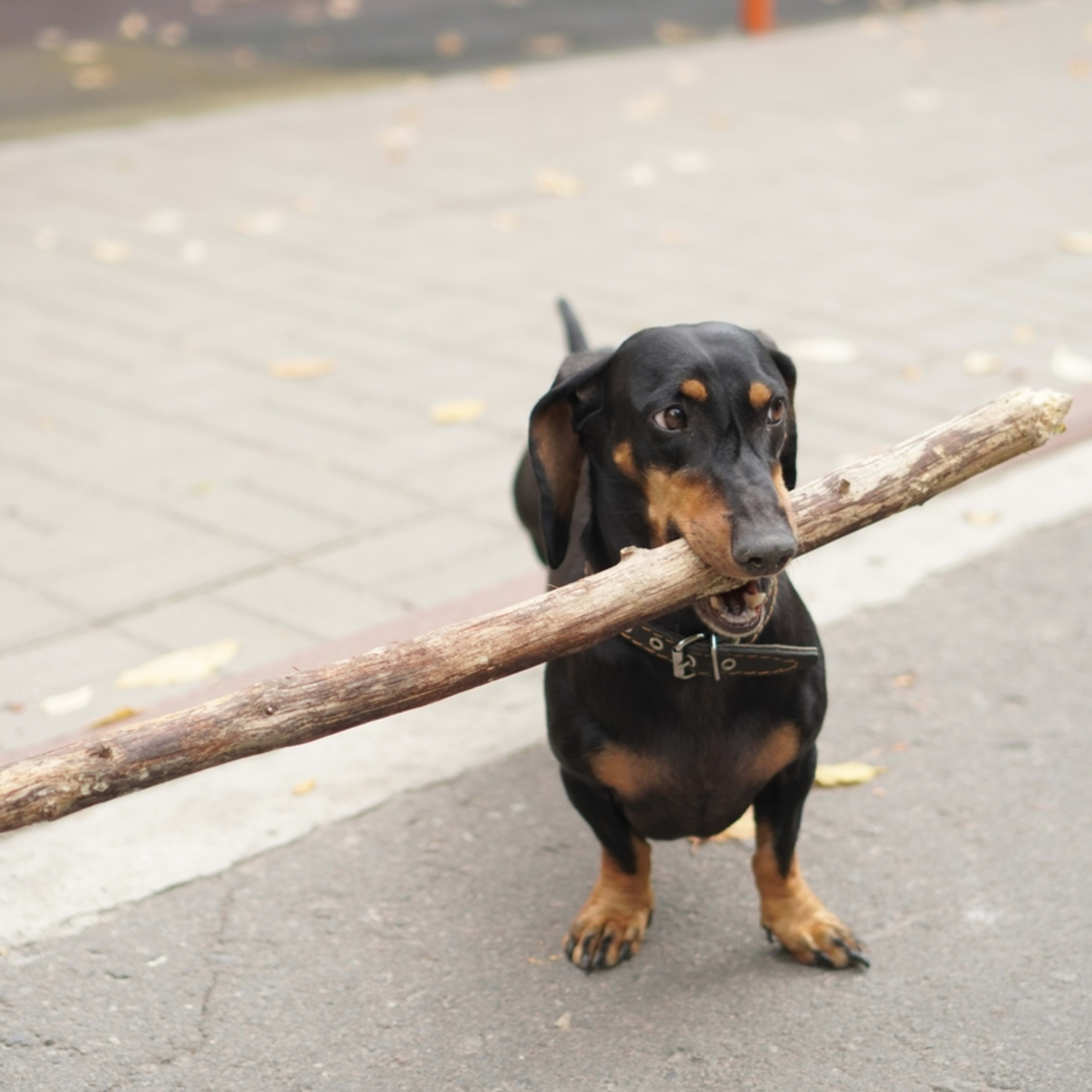 Baby Elephant Returns Handler's Affirmations With Kisses - Parade Pets