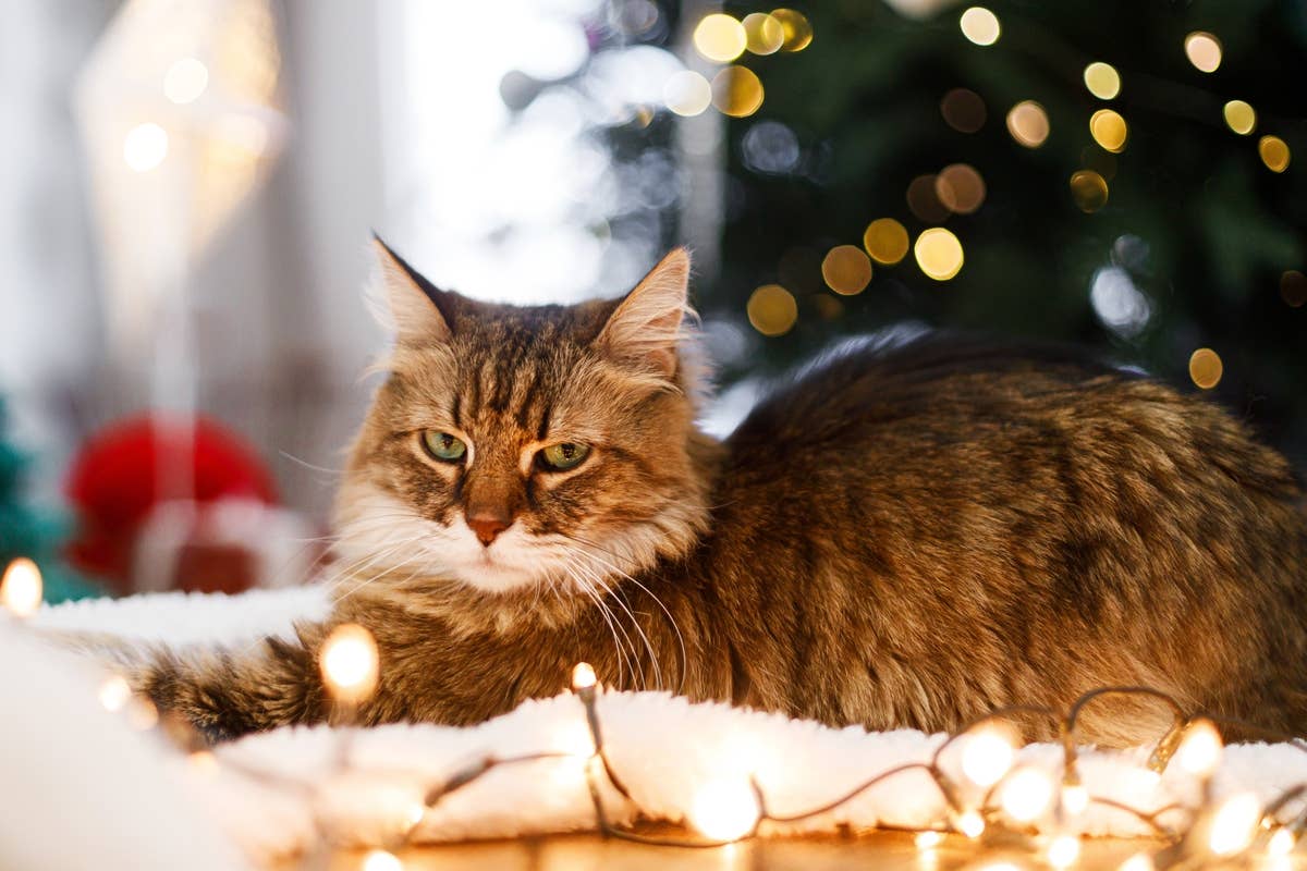 Cat’s ‘Wrecking Ball’ Move on the Christmas Tree Is the Holiday Laugh ...