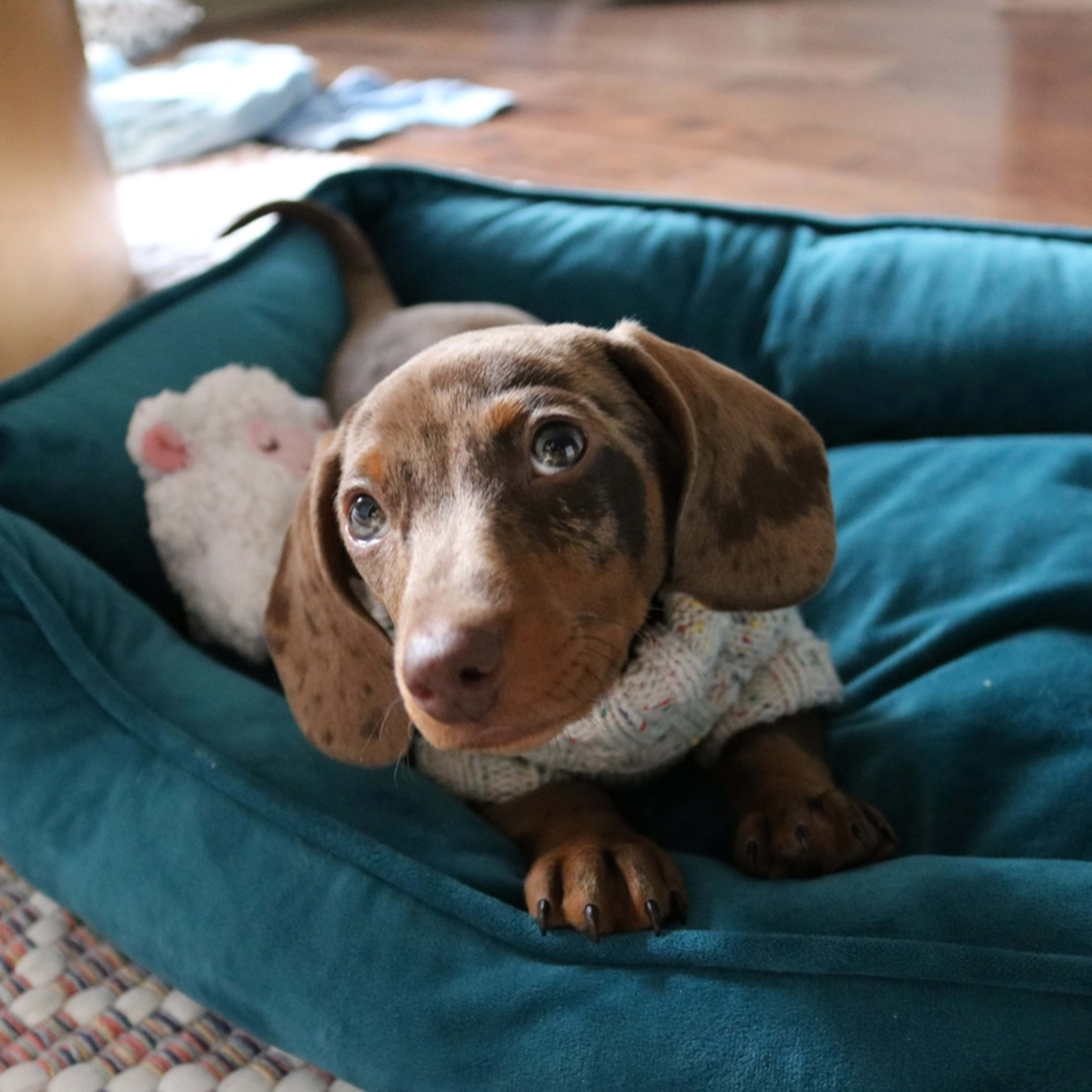 Dachshund With Grinch Feet Turns Into a Christmas Tree and We Can't Get Enough - Parade Pets