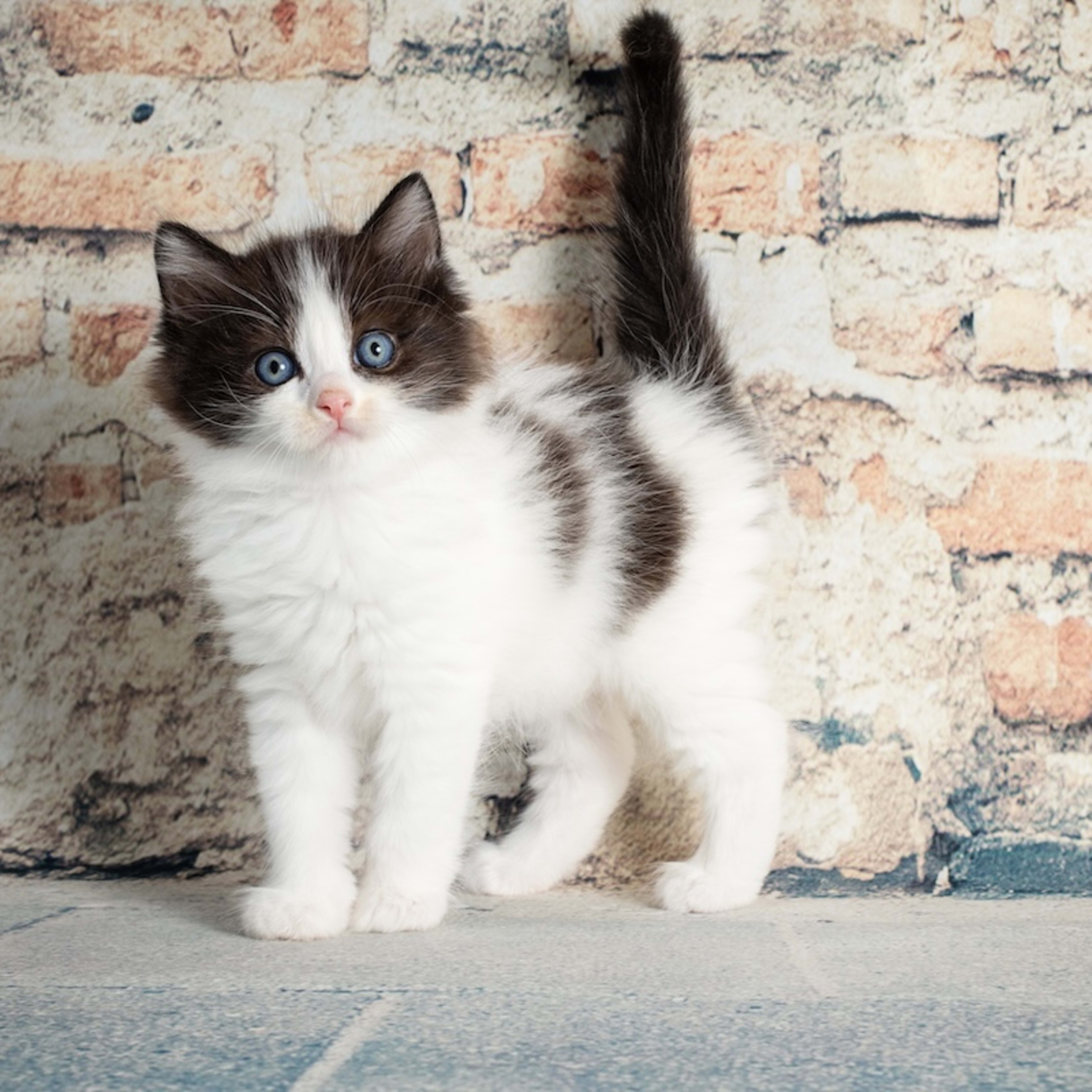 Ragdoll Kitten Chases Tail Like a Feather Duster on Wheels - Parade Pets