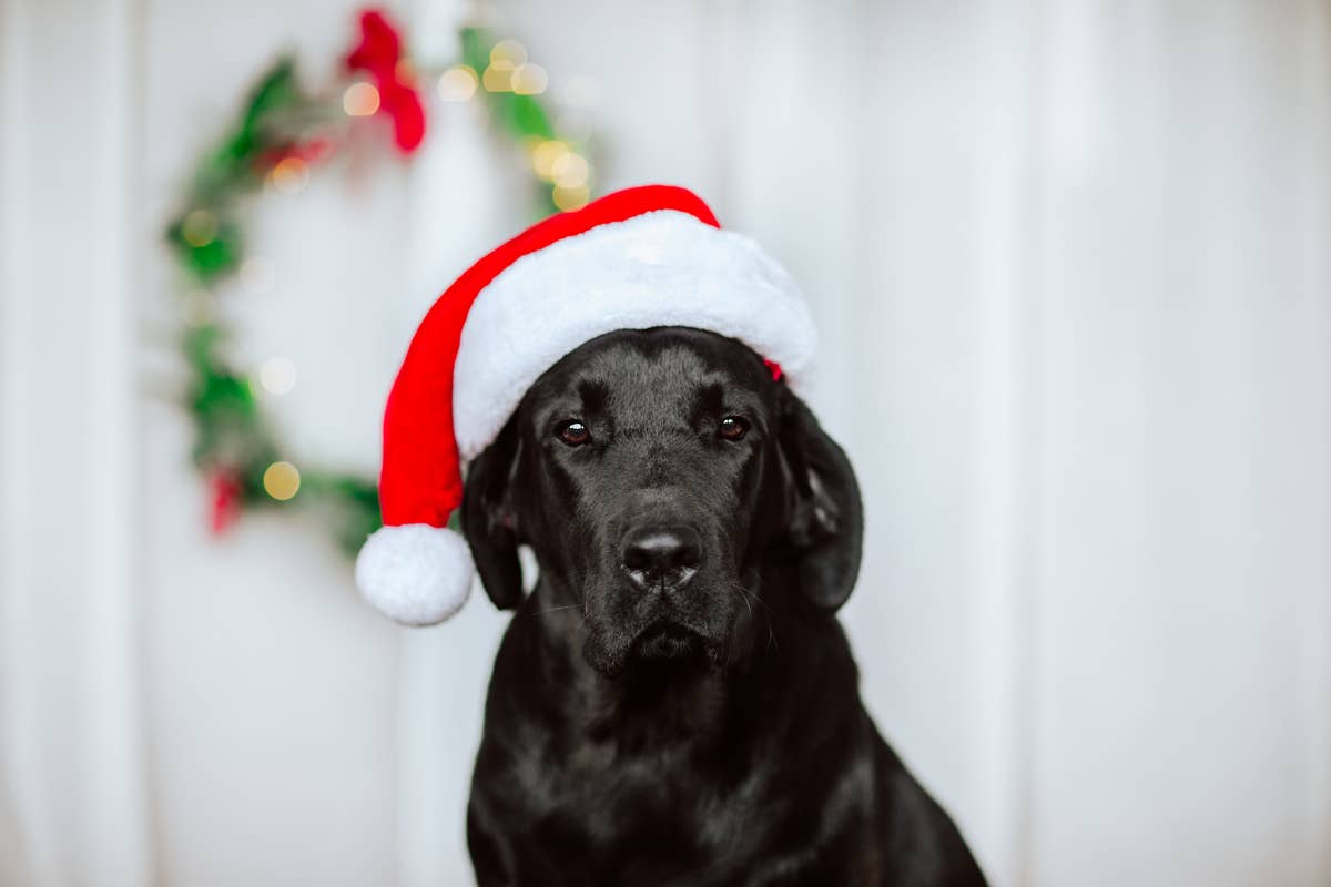 Black Labrador Lovingly Looks at Newly Hung Stocking After Remembering ...