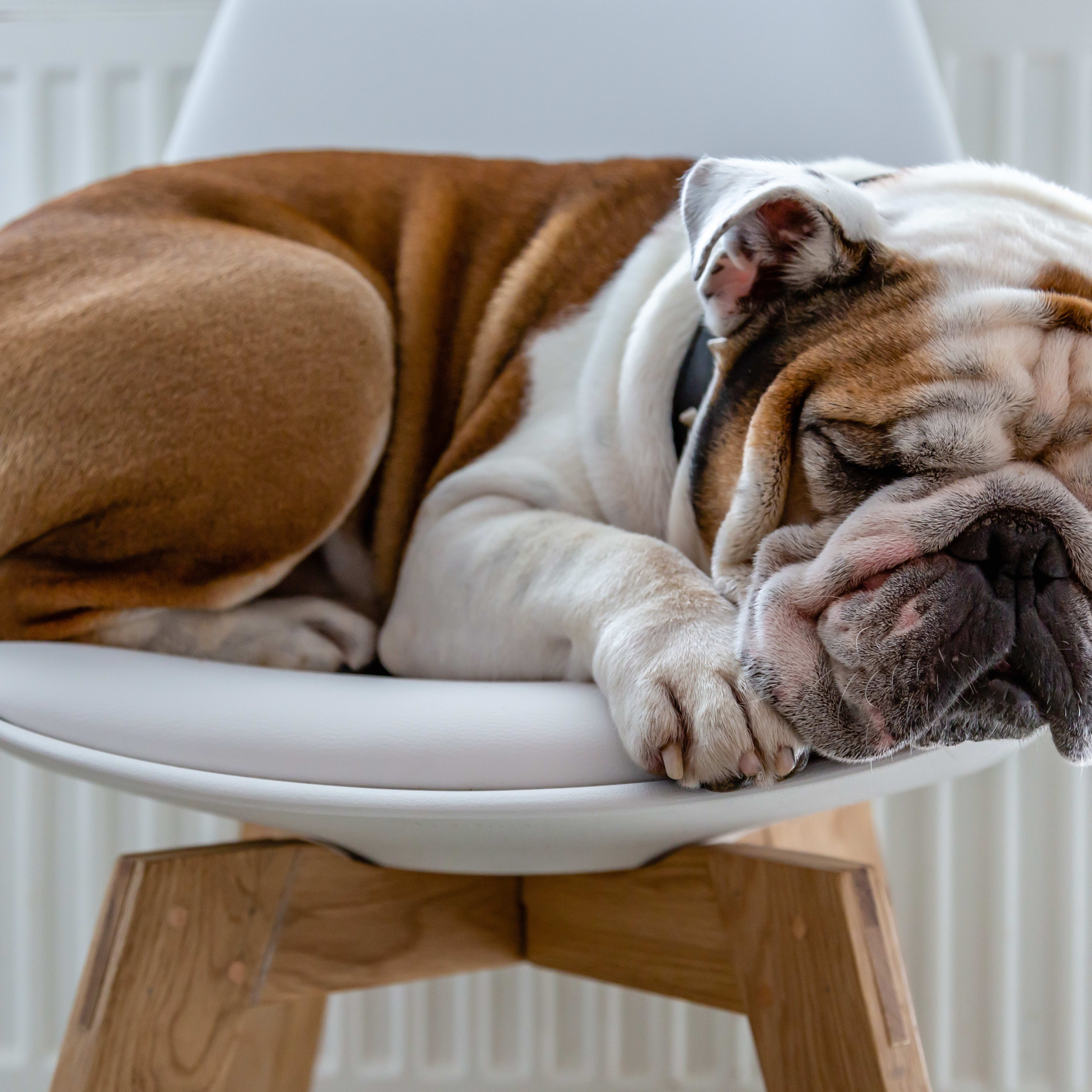 Hank the Bulldog’s Swing Set Ladder Climb Turns Into a Hilarious Mid ...