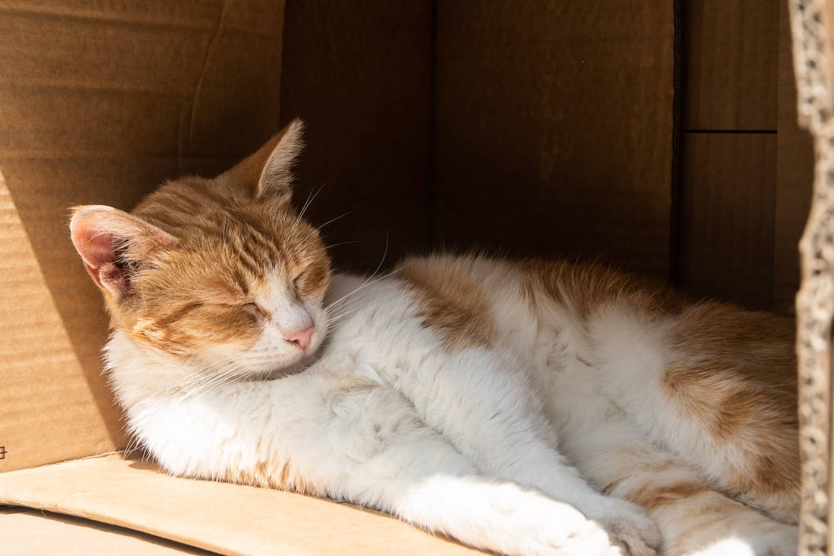 Senior Handicapped Rescue Cat Finally Realizes He’s Safe and His ...