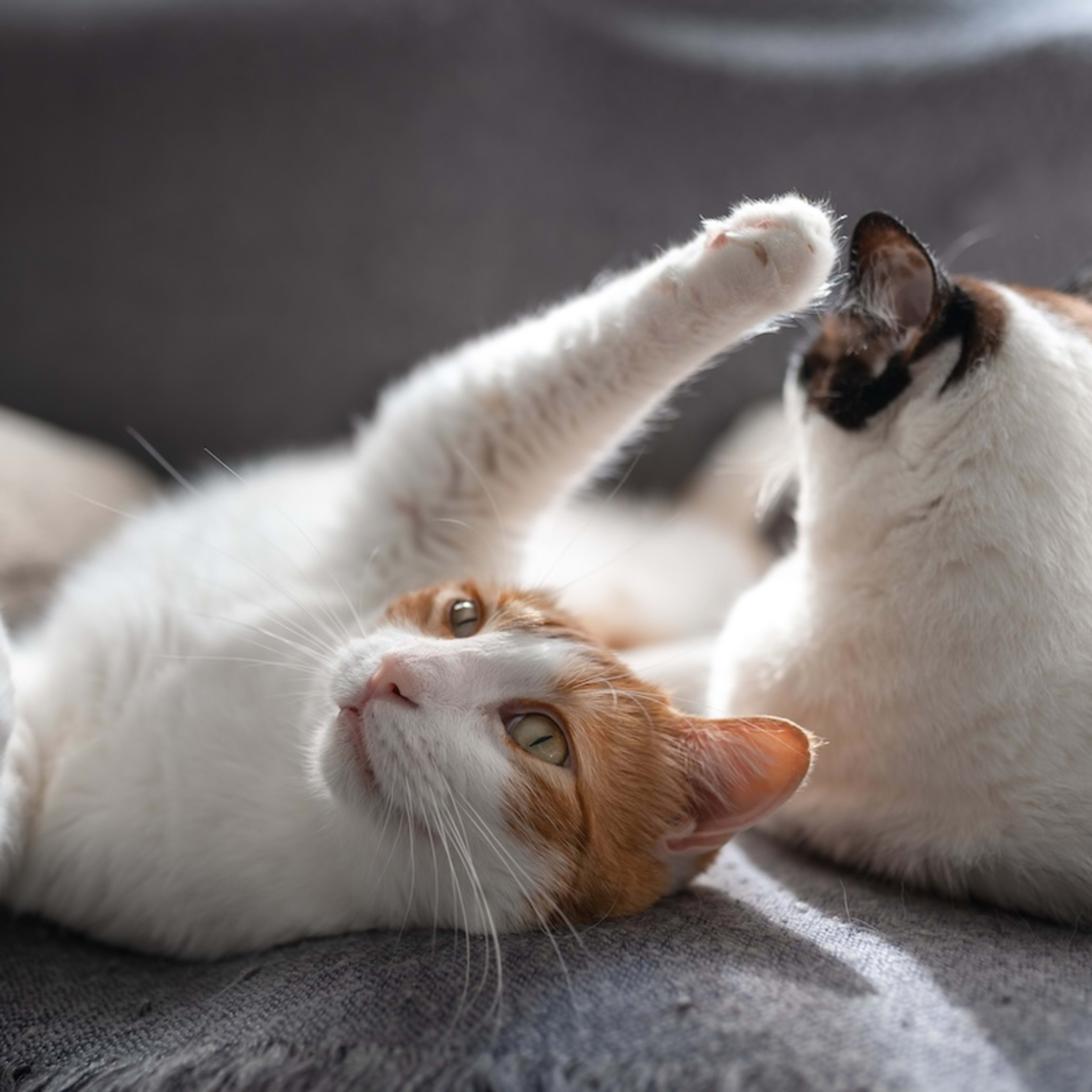 Costco's New 'Elegant' Cat Tree Is Chic and Functional - Parade Pets