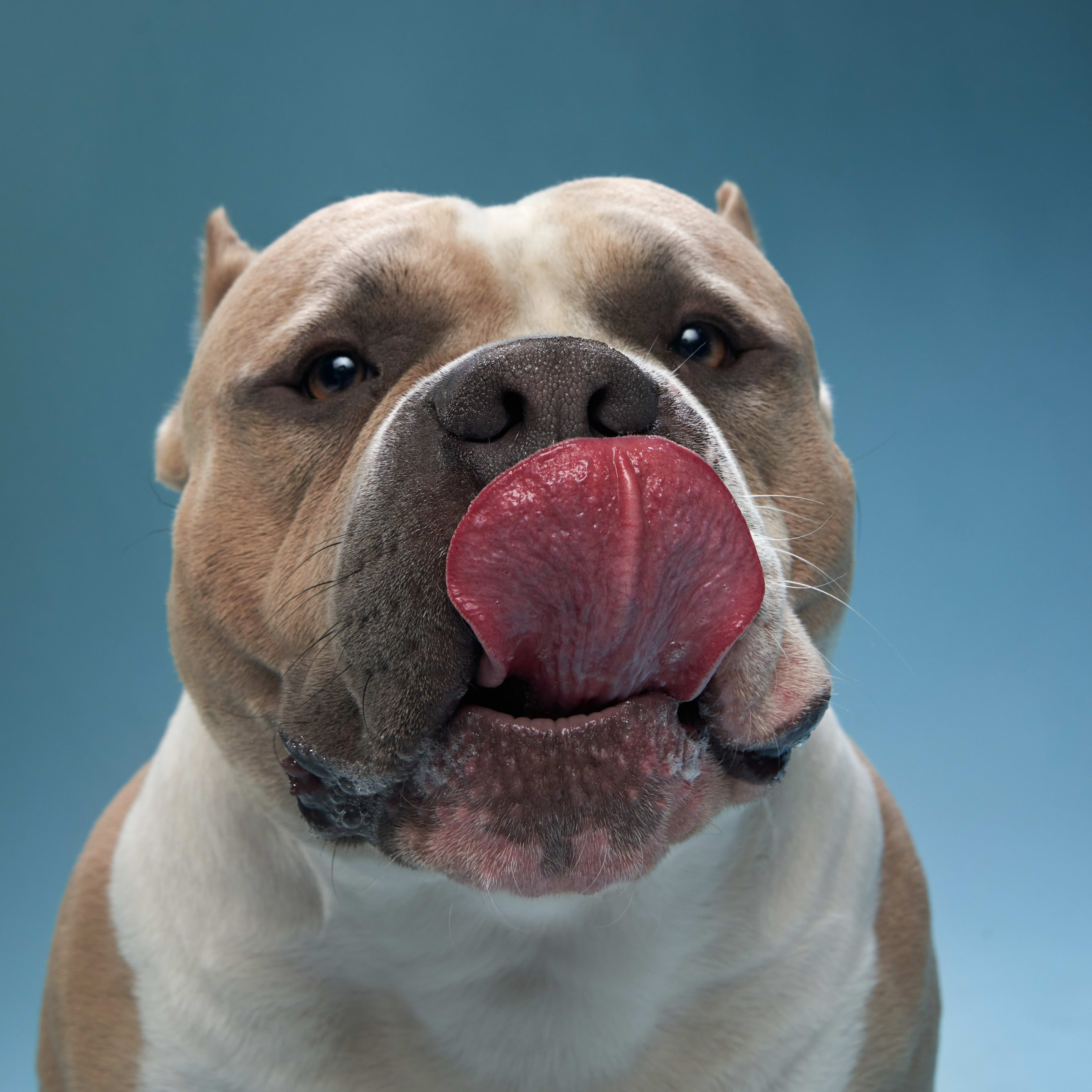 Hank the Bulldog’s Swing Set Ladder Climb Turns Into a Hilarious Mid ...