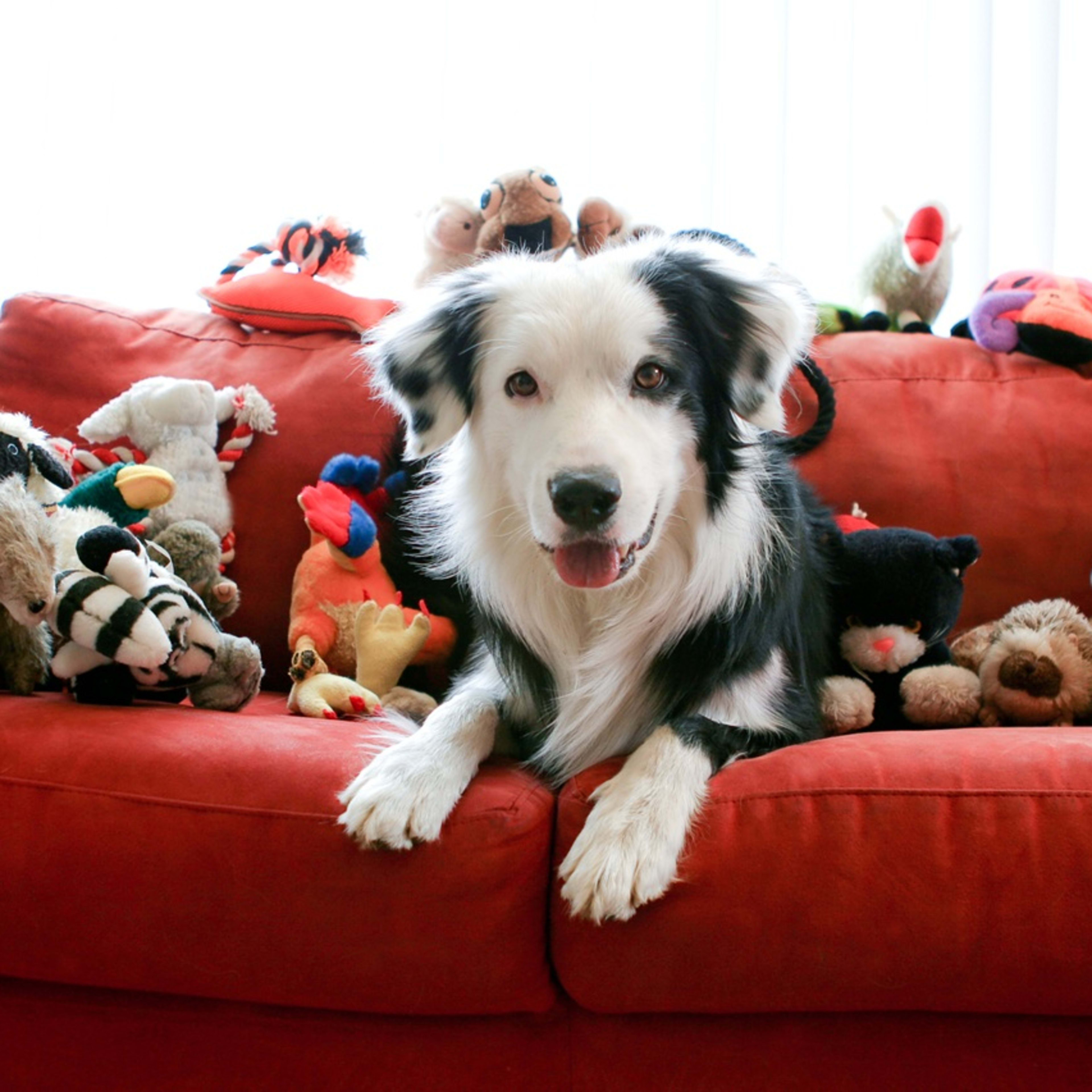 Articles by Kate McDaniel - Parade Pets