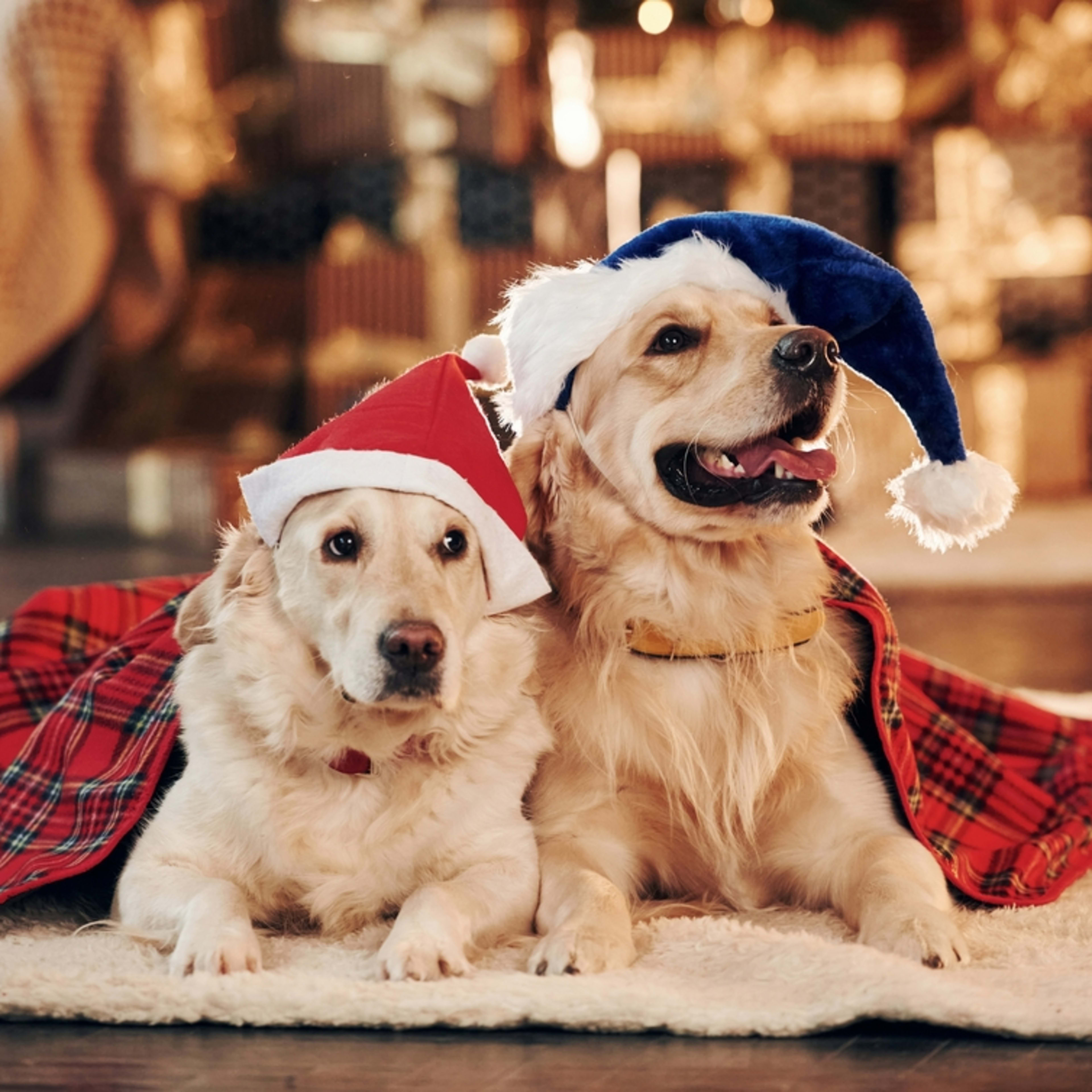 Rare Chihuahua-Blue Heeler Mix Gives Off Total 'Chill' Vibes Despite ...