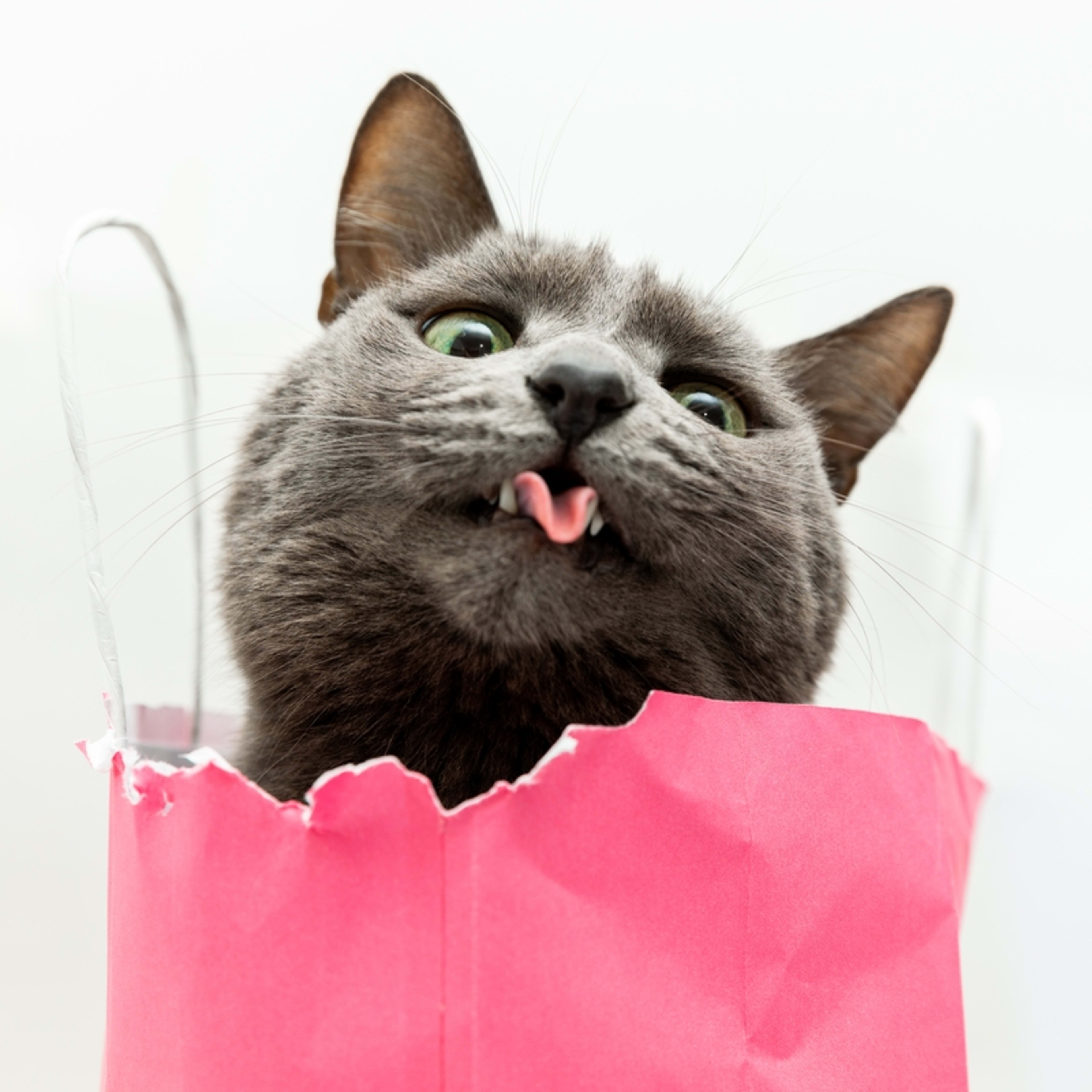 Adoptable Rescue Cat's Adorable Underbite Just Made Her the Talk of the ...