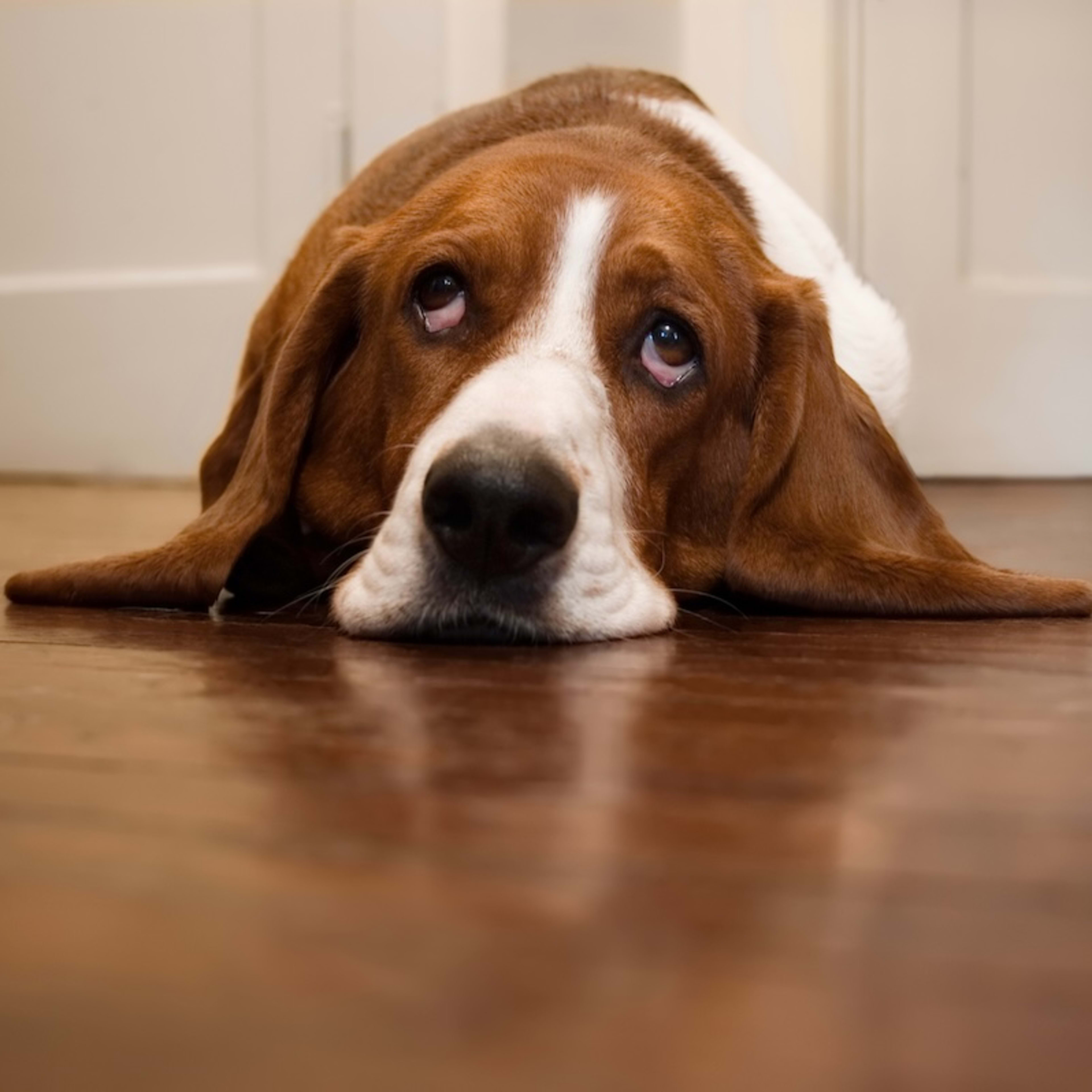 Sabrina Carpenter Enlists Her Adorable Golden Retriever Puppy To ...