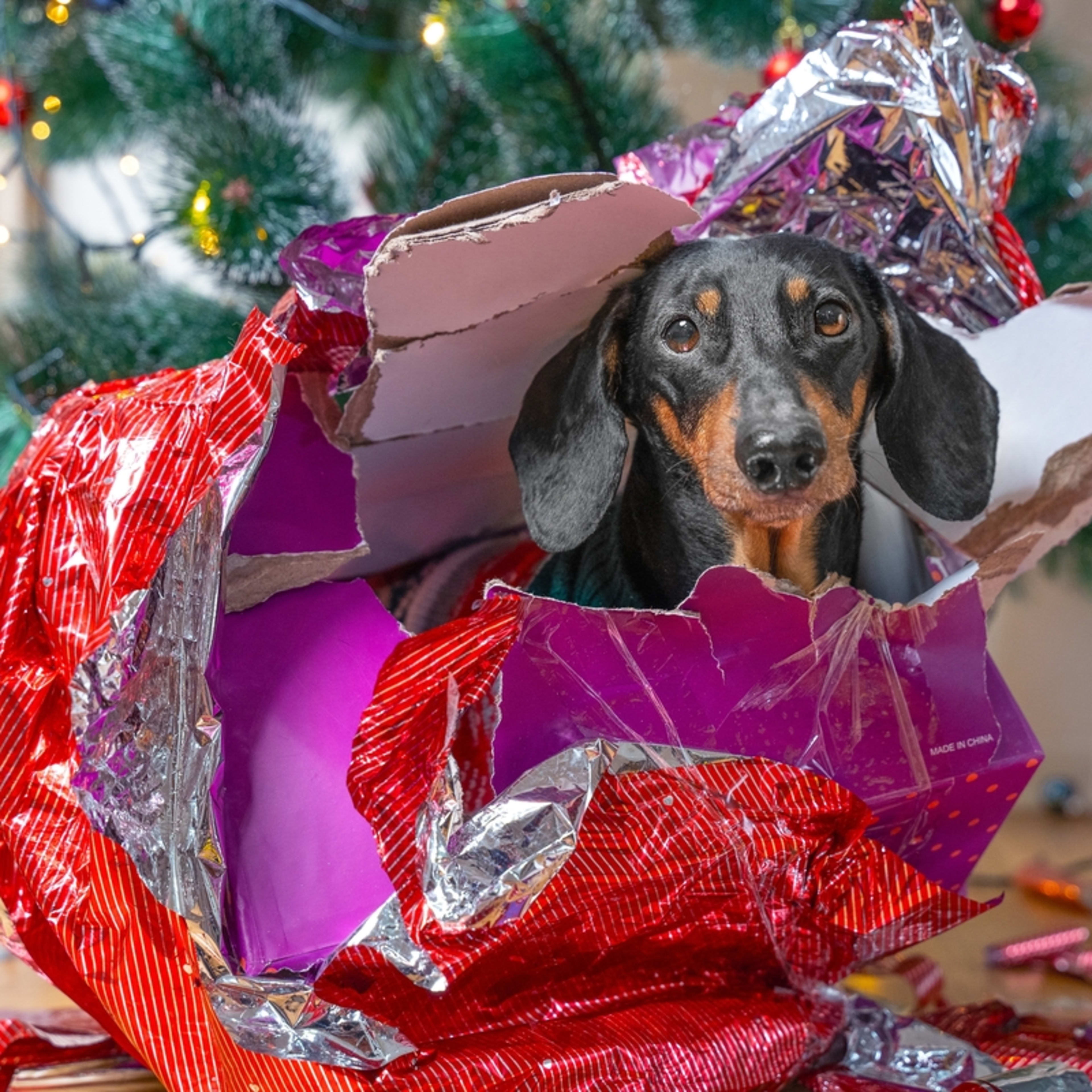 Lady, the Dachshund, Tries Caviar for the First Time Like the Classy ...