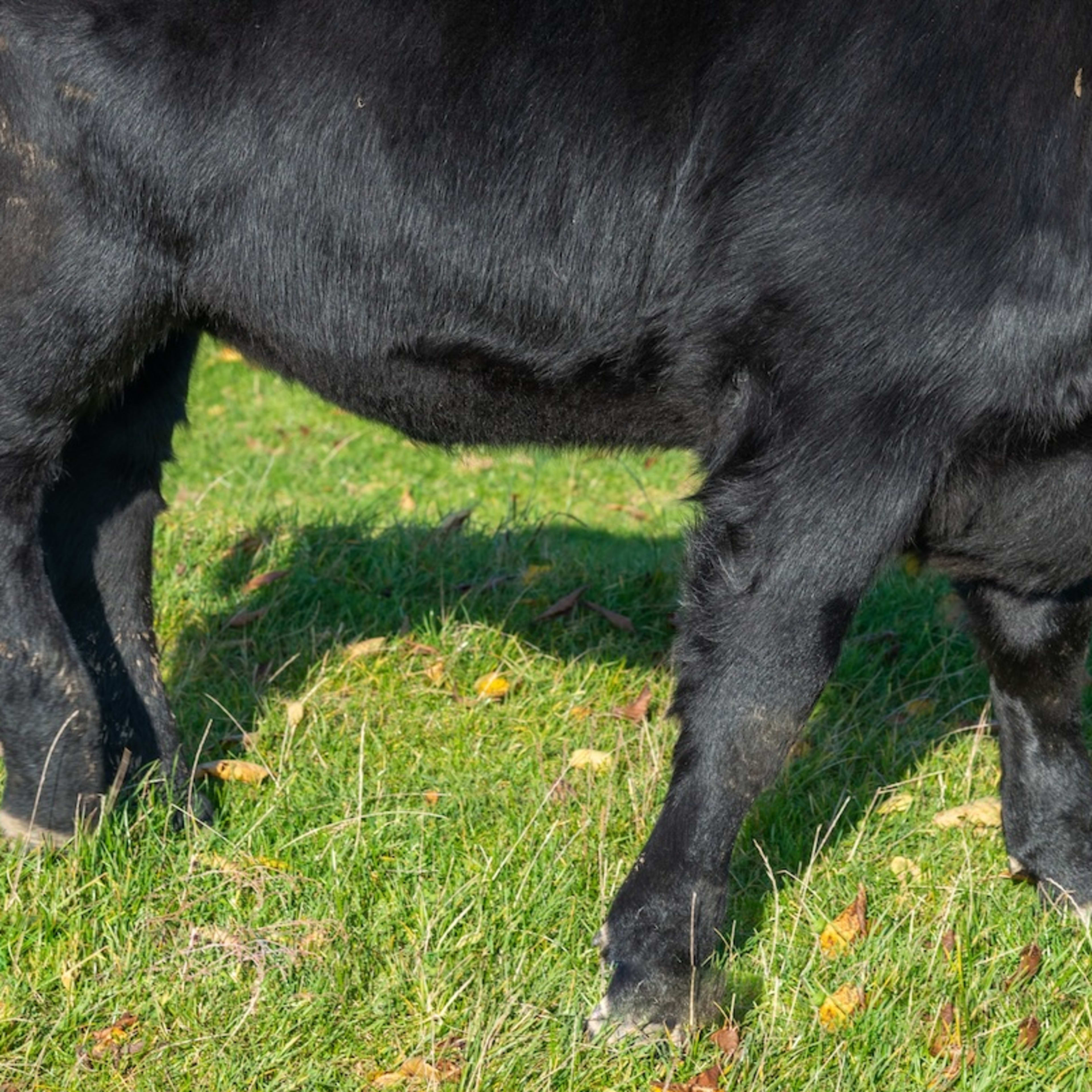 Rare Chihuahua-Blue Heeler Mix Gives Off Total 'Chill' Vibes Despite ...