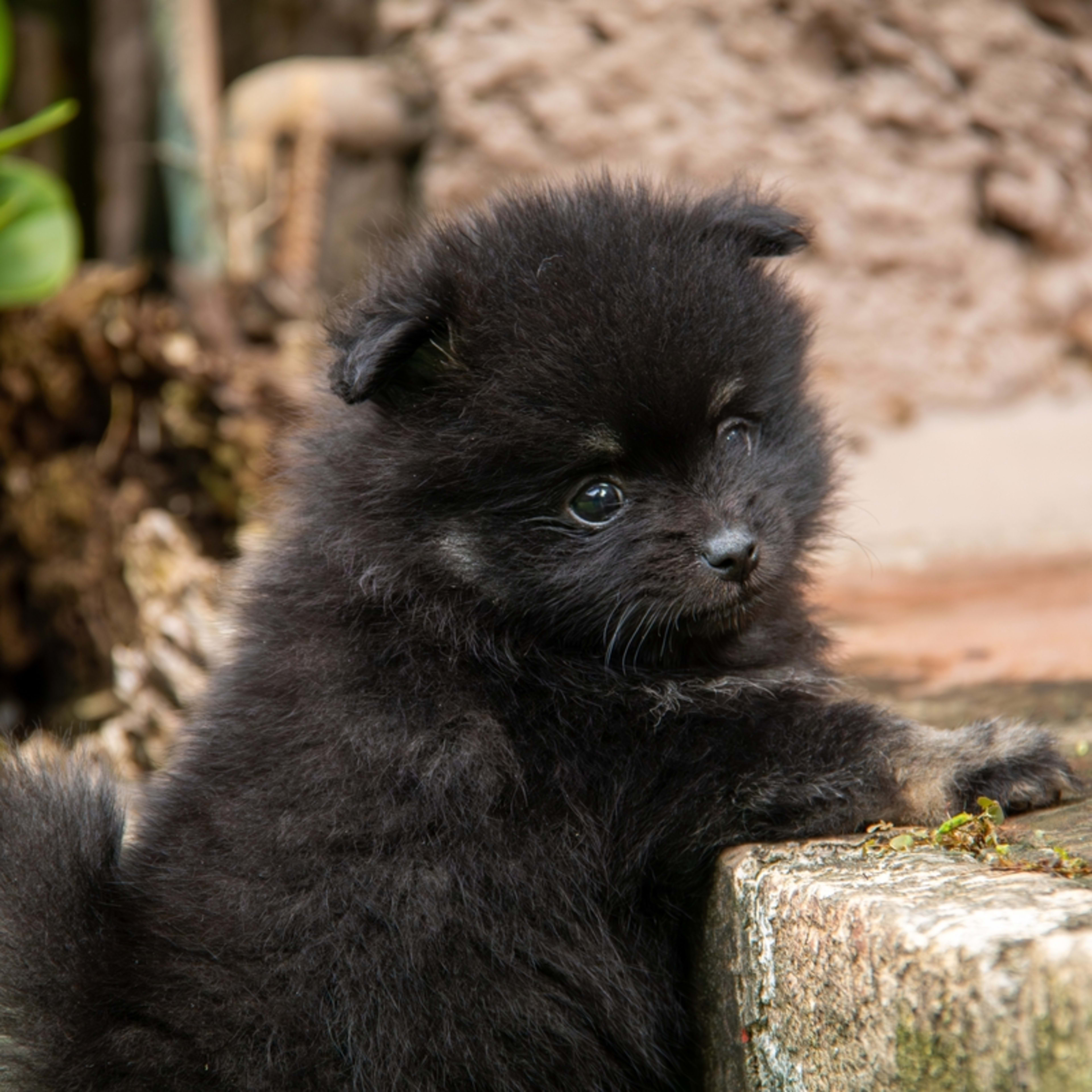 Tiny French Bulldog-Pug Mix Puppy Is So Full of 'Adorable Chaos ...