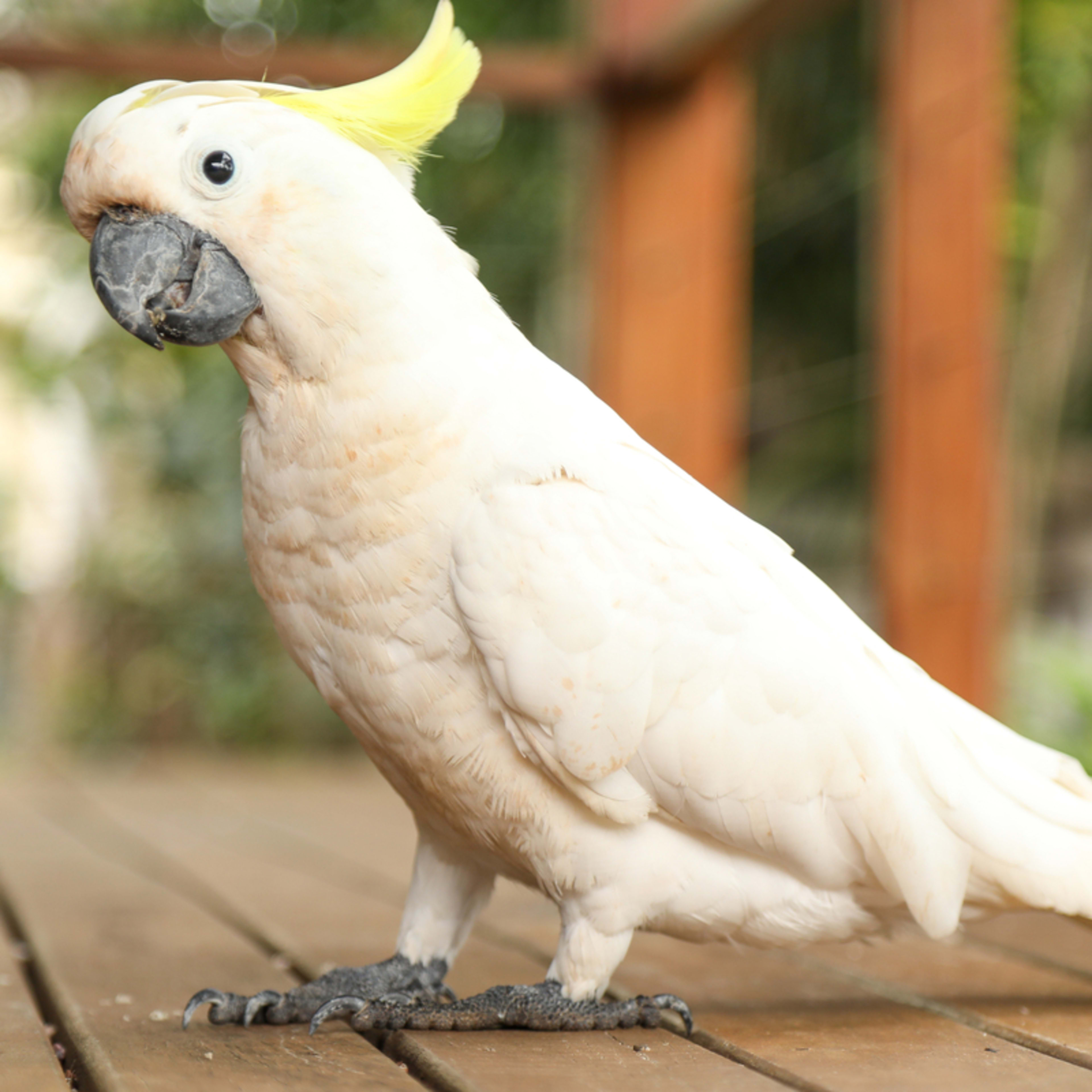 10 Dogs That Look Like Bears, According to Experts - Parade Pets