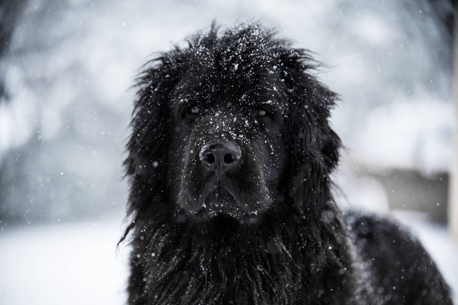 Newfoundland in Reindeer Ears Has Makings of a Holiday Classic - Parade ...