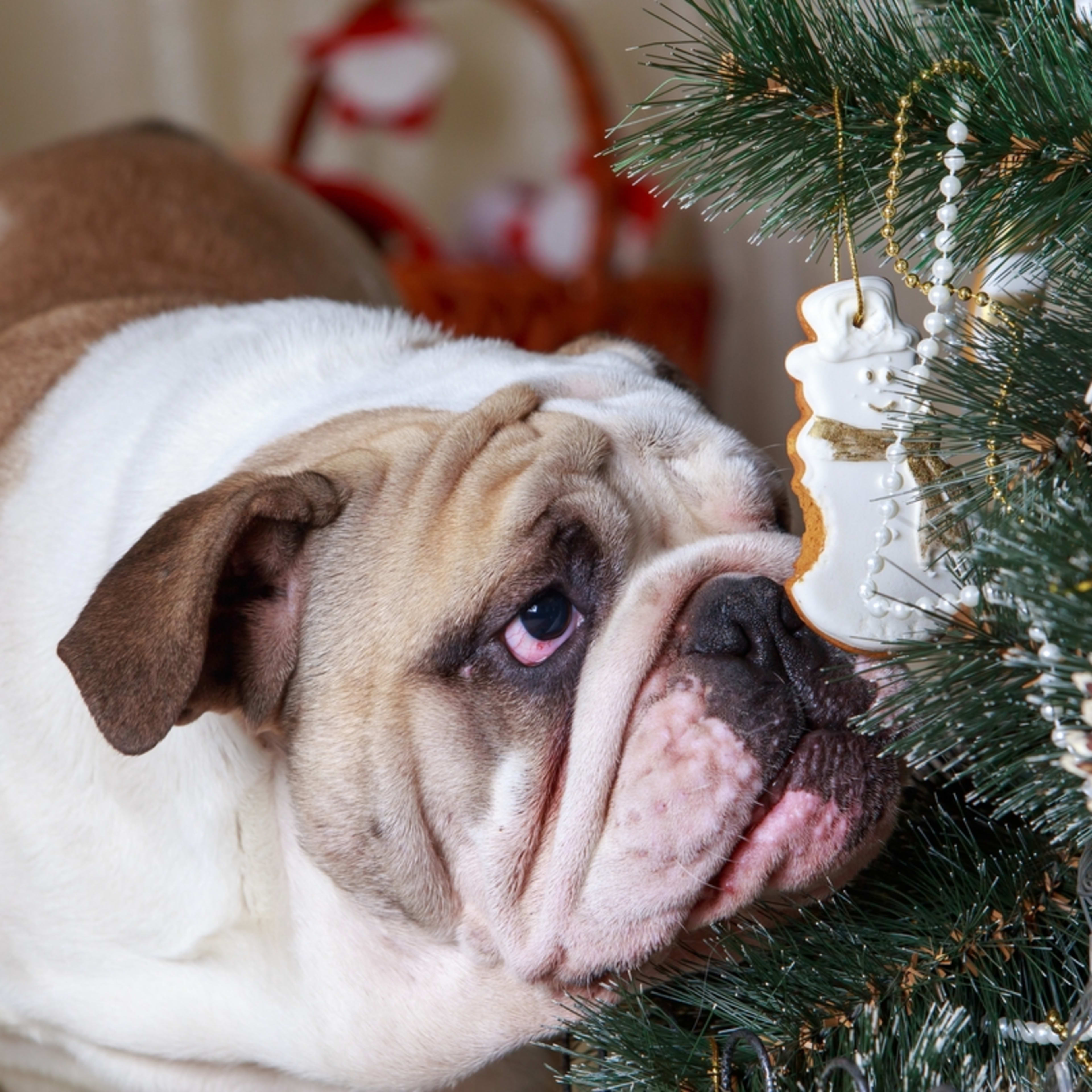 7 Double-Coated Dogs That'll Stay by Your Side, Say Experts - Parade Pets