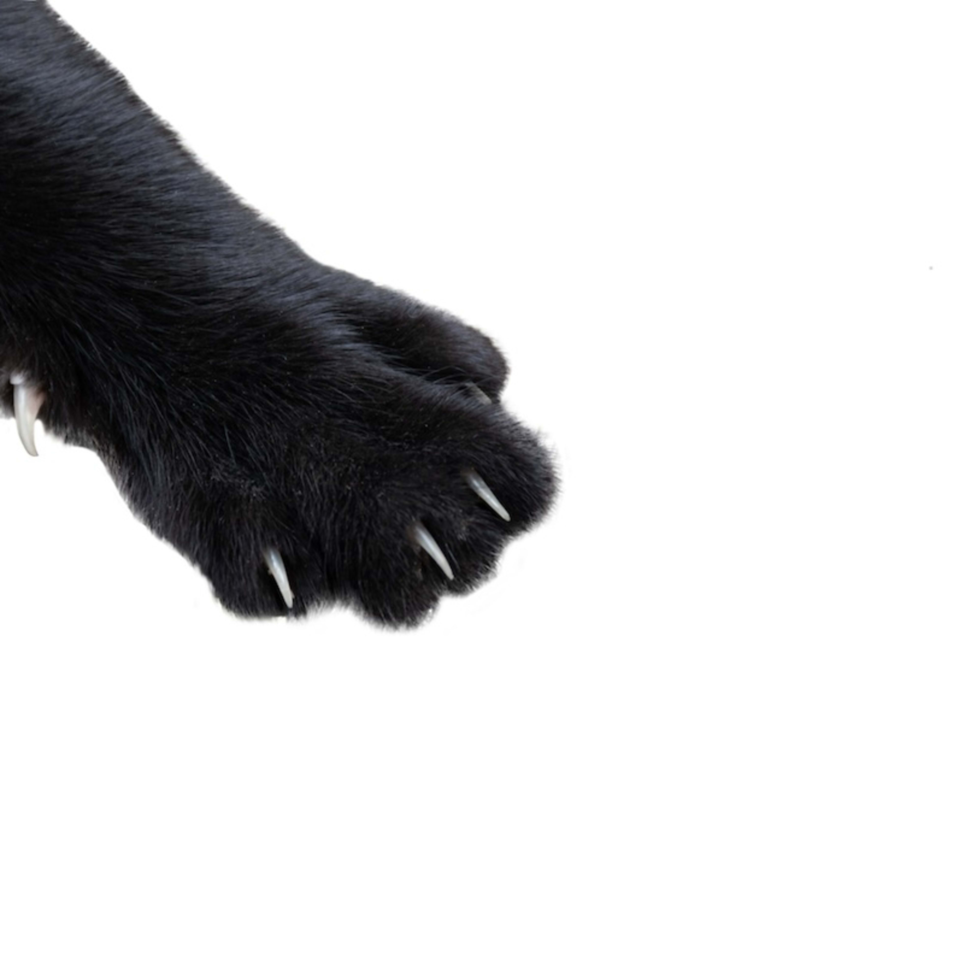 Black Cat With Vitiligo Looks So Sparkly He Could Be Covered in ...