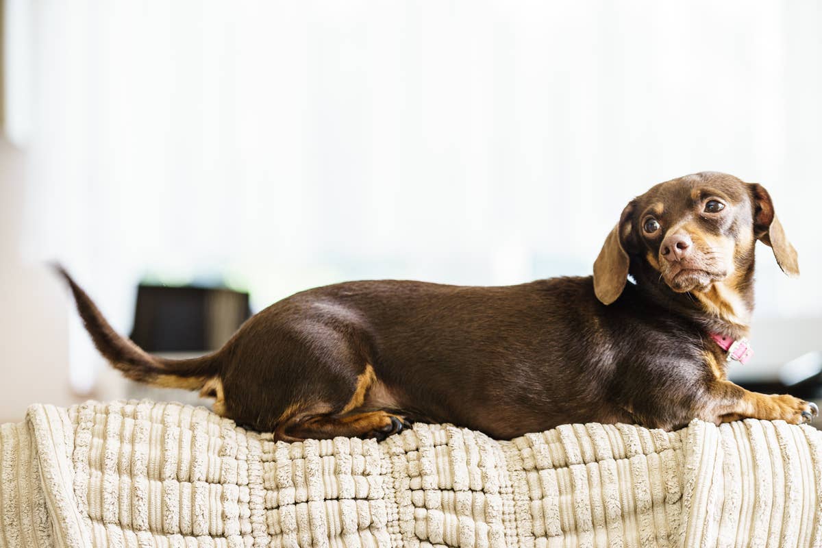 5 Cat-Like Dog Breeds With Feline Traits and Looks - Parade Pets