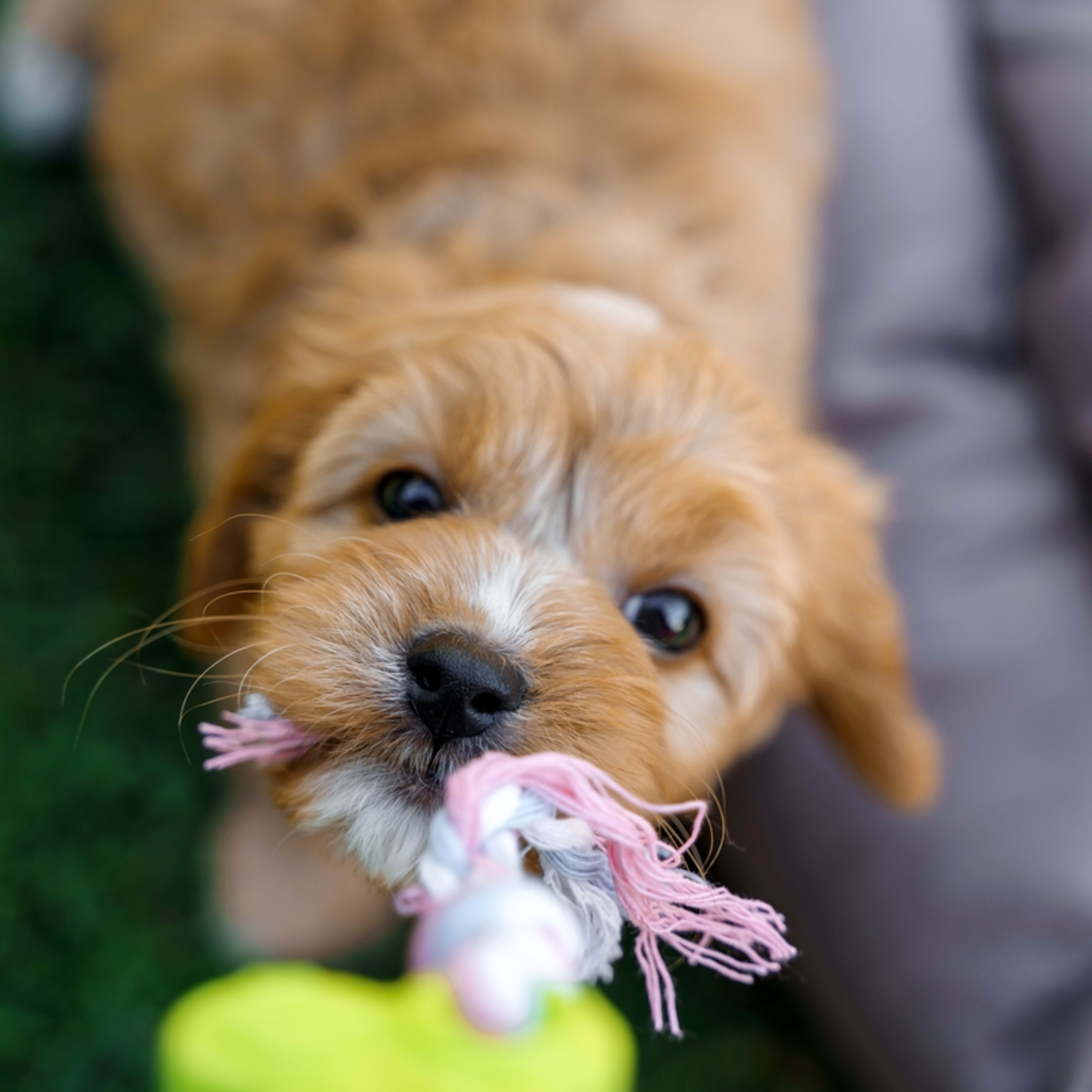 NFL Star Tom Brady's New Pup Is at the Center of Controversy - Parade Pets