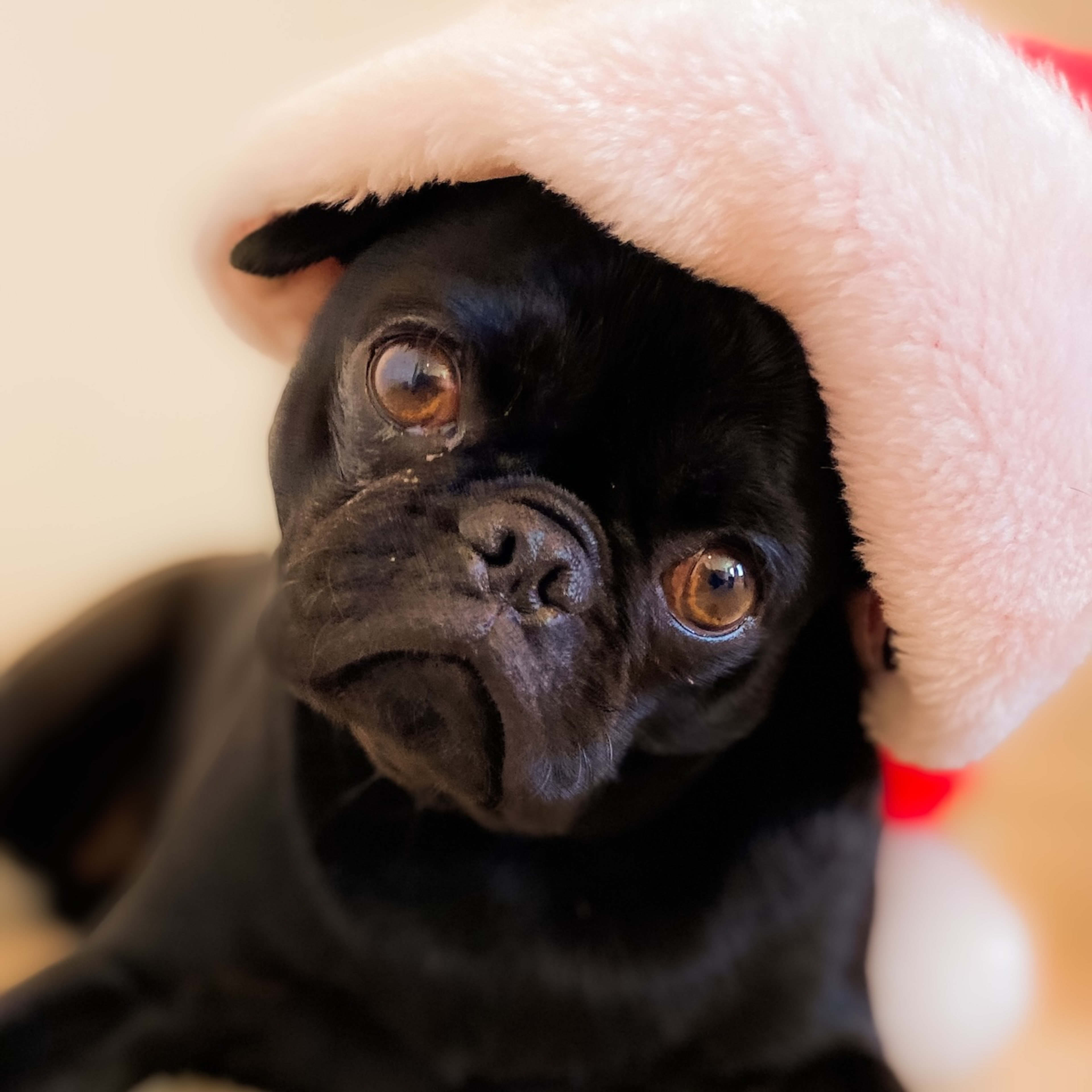 Rare Chihuahua-Chinese Crested Mix Looks Like a Creature From 'The Dark ...