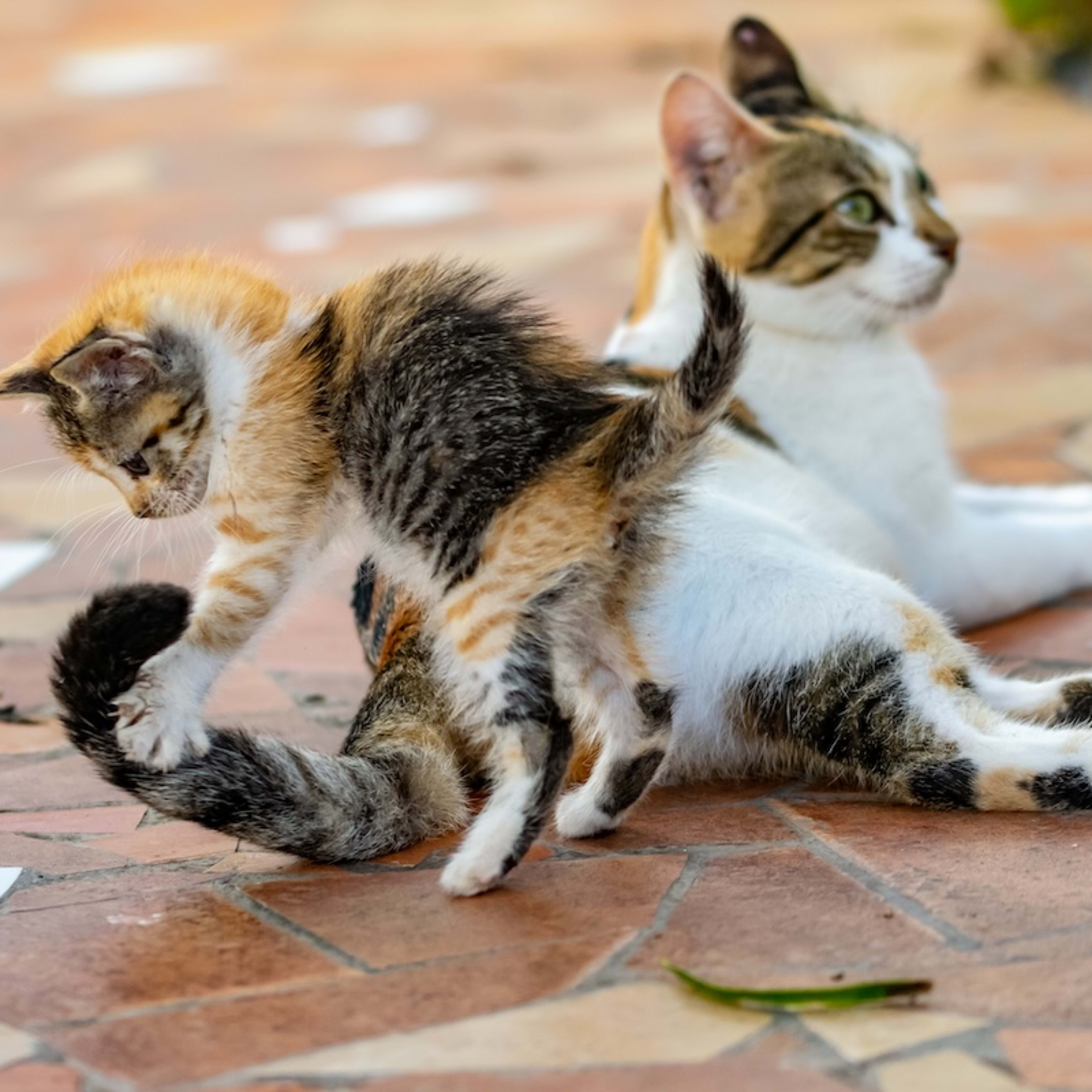 NFL Star Tom Brady's New Pup Is at the Center of Controversy - Parade Pets