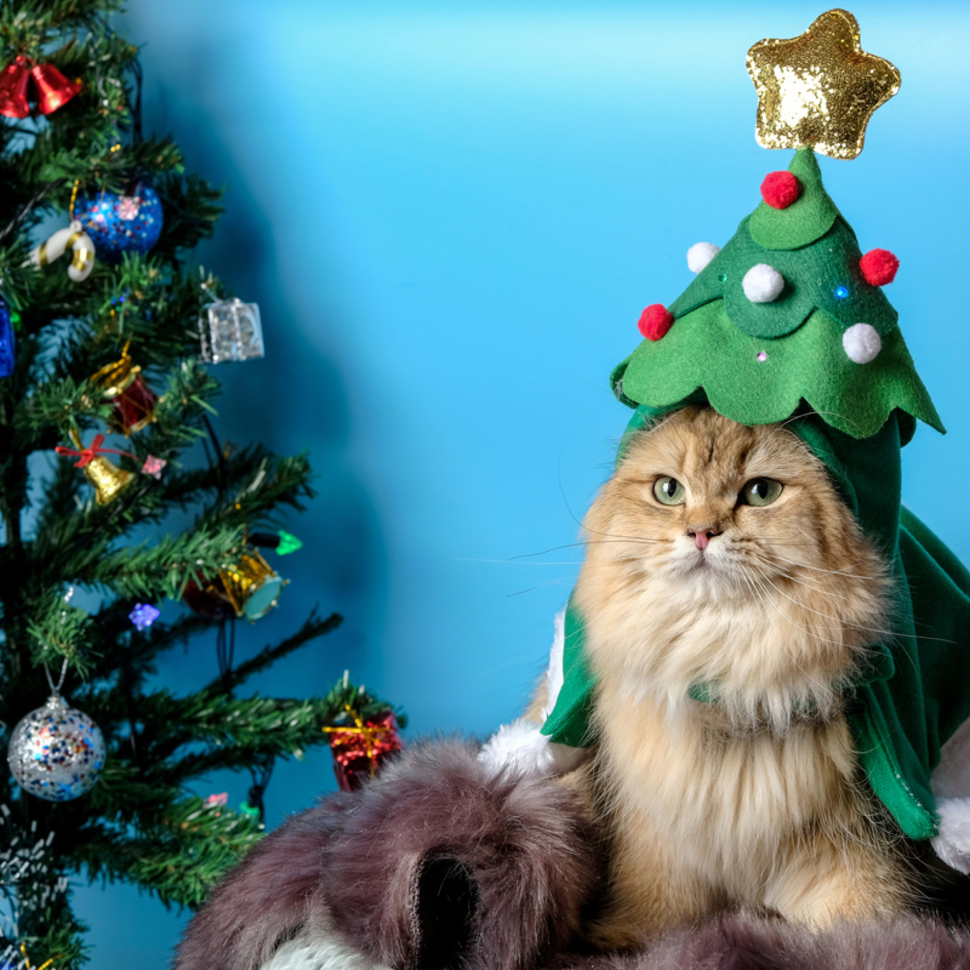 Costco's New 'Elegant' Cat Tree Is Chic and Functional - Parade Pets