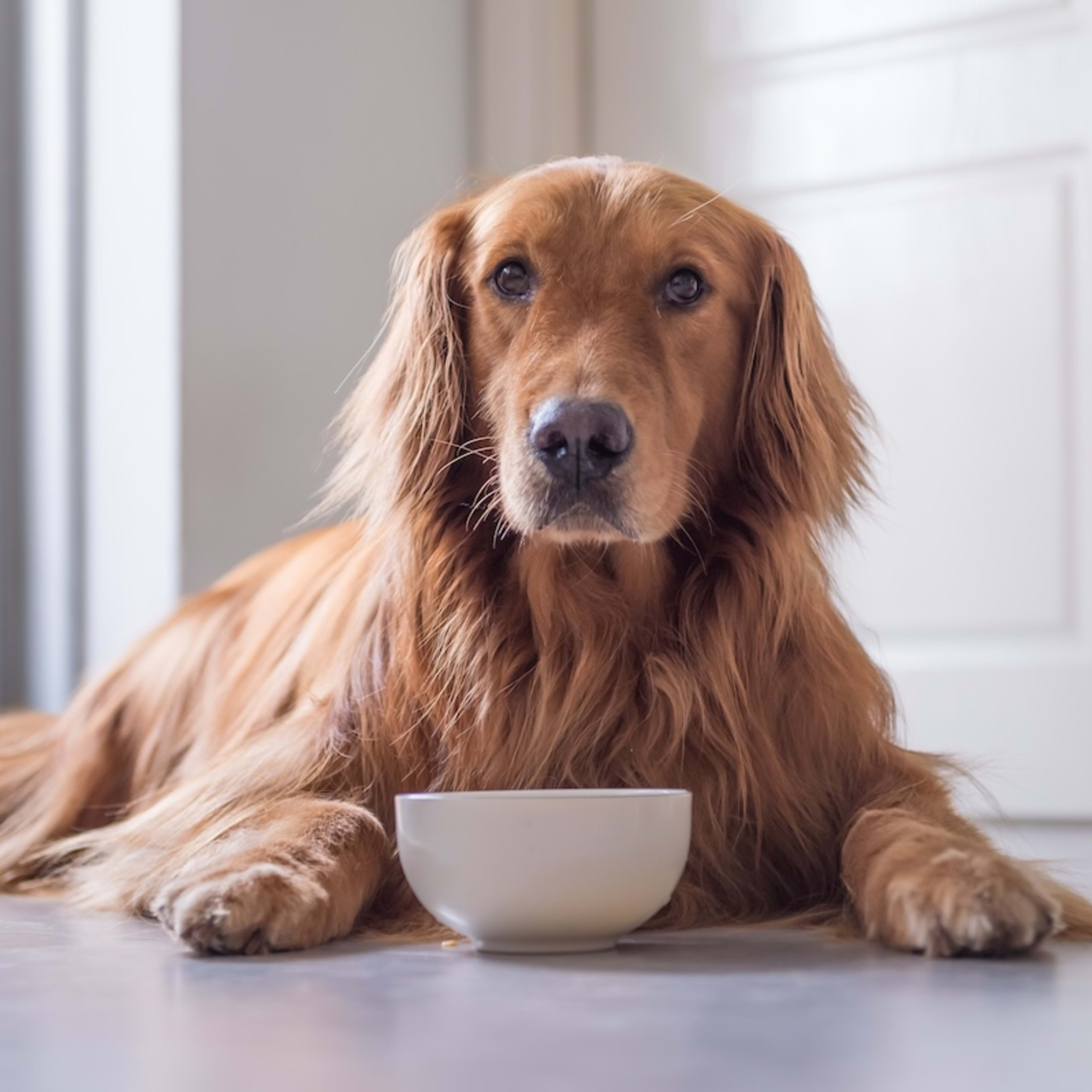 NFL Star Tom Brady's New Pup Is at the Center of Controversy - Parade Pets