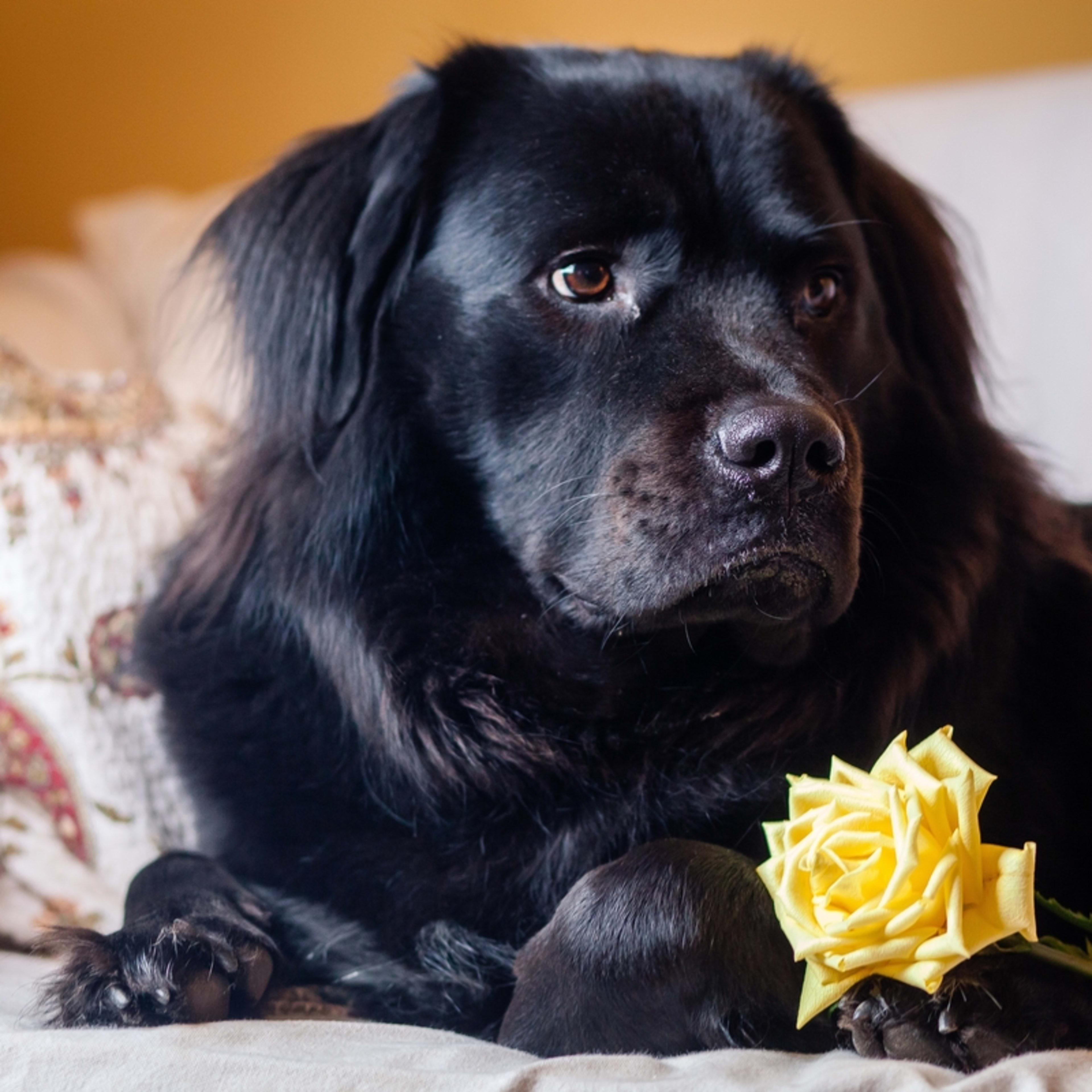 Rare Photo Captures Elusive 'Ghost Cat' and It’s Absolutely ...