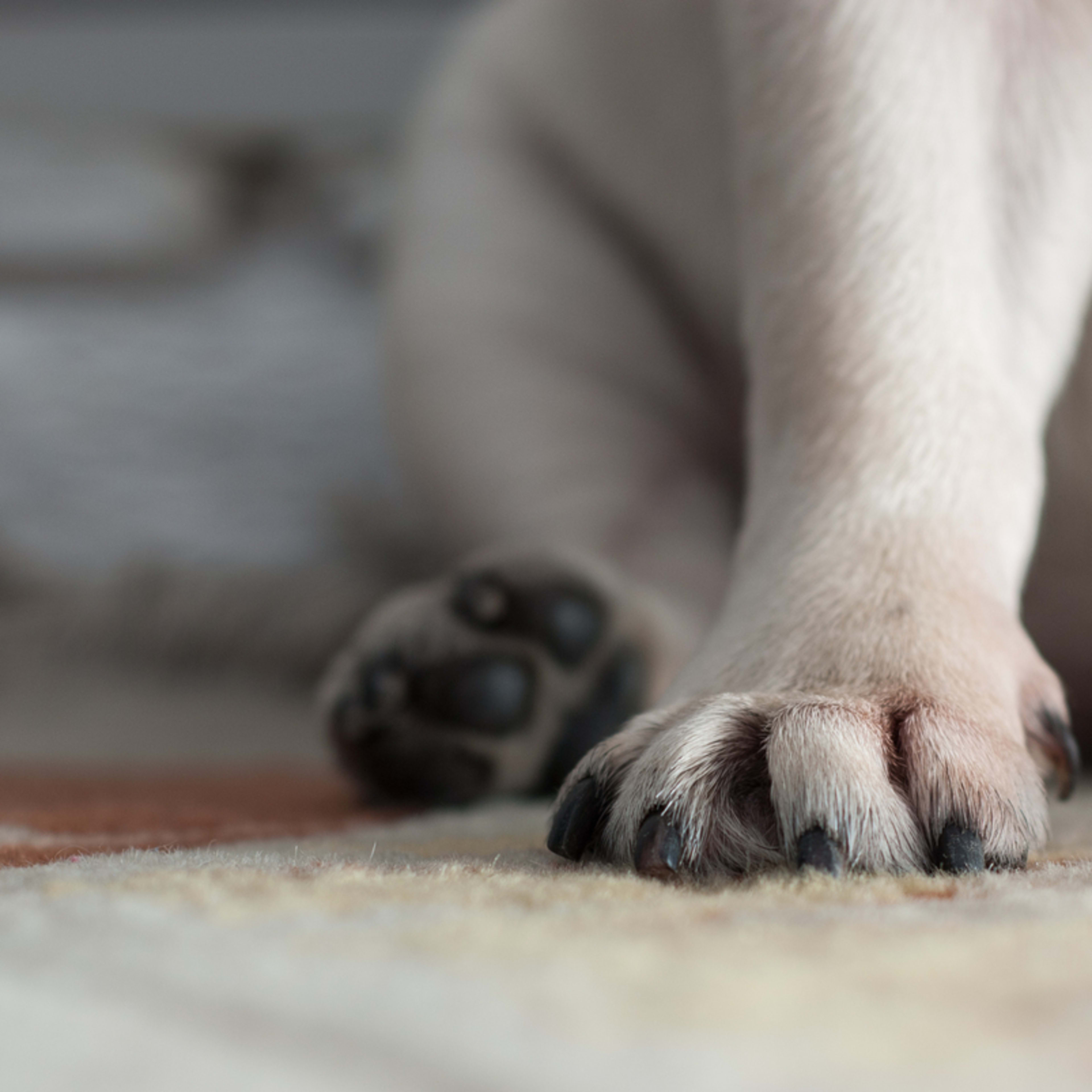Tiny French Bulldog-Pug Mix Puppy Is So Full of 'Adorable Chaos ...