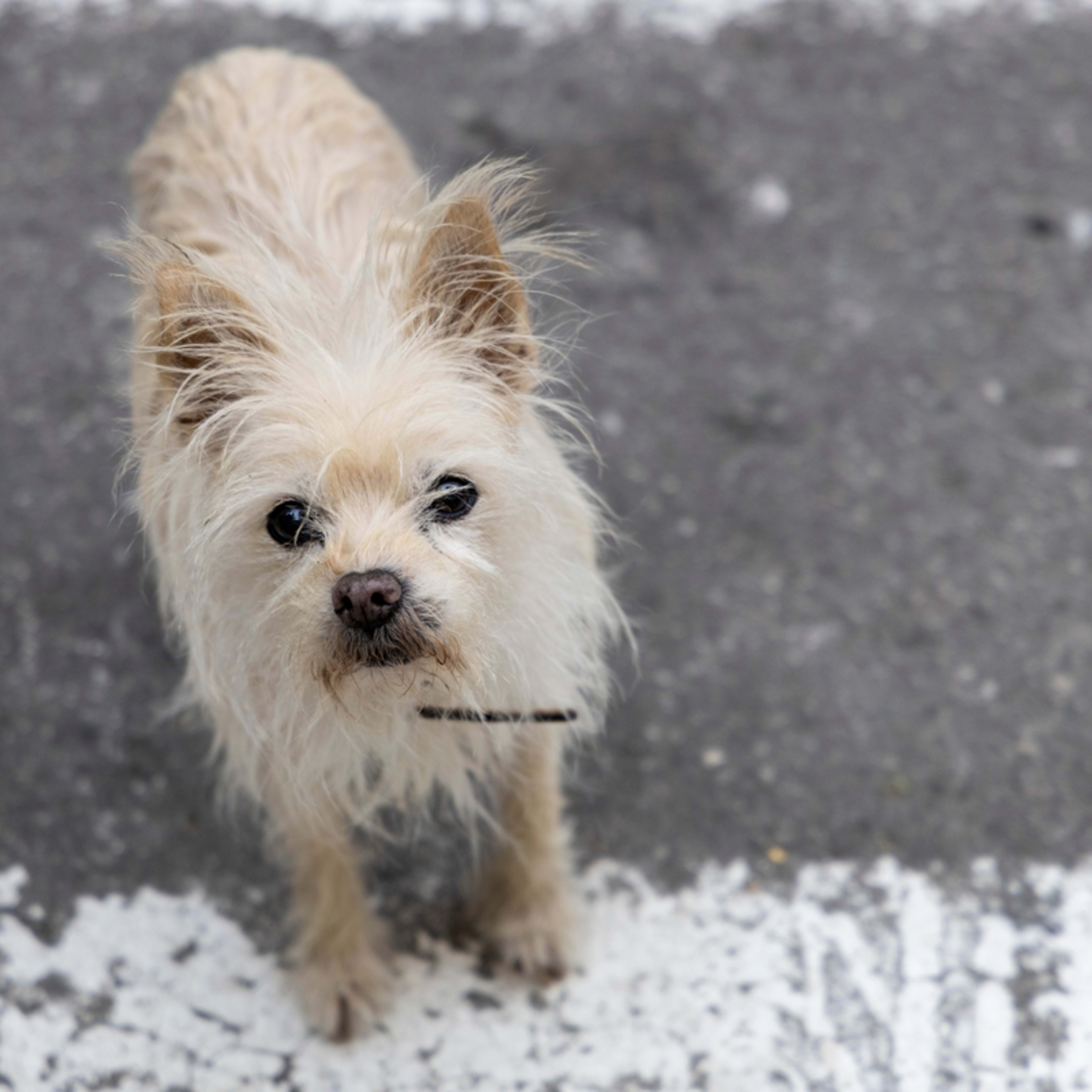 2 More Popular Pet Foods Recalled for Listeria Concerns - Parade Pets