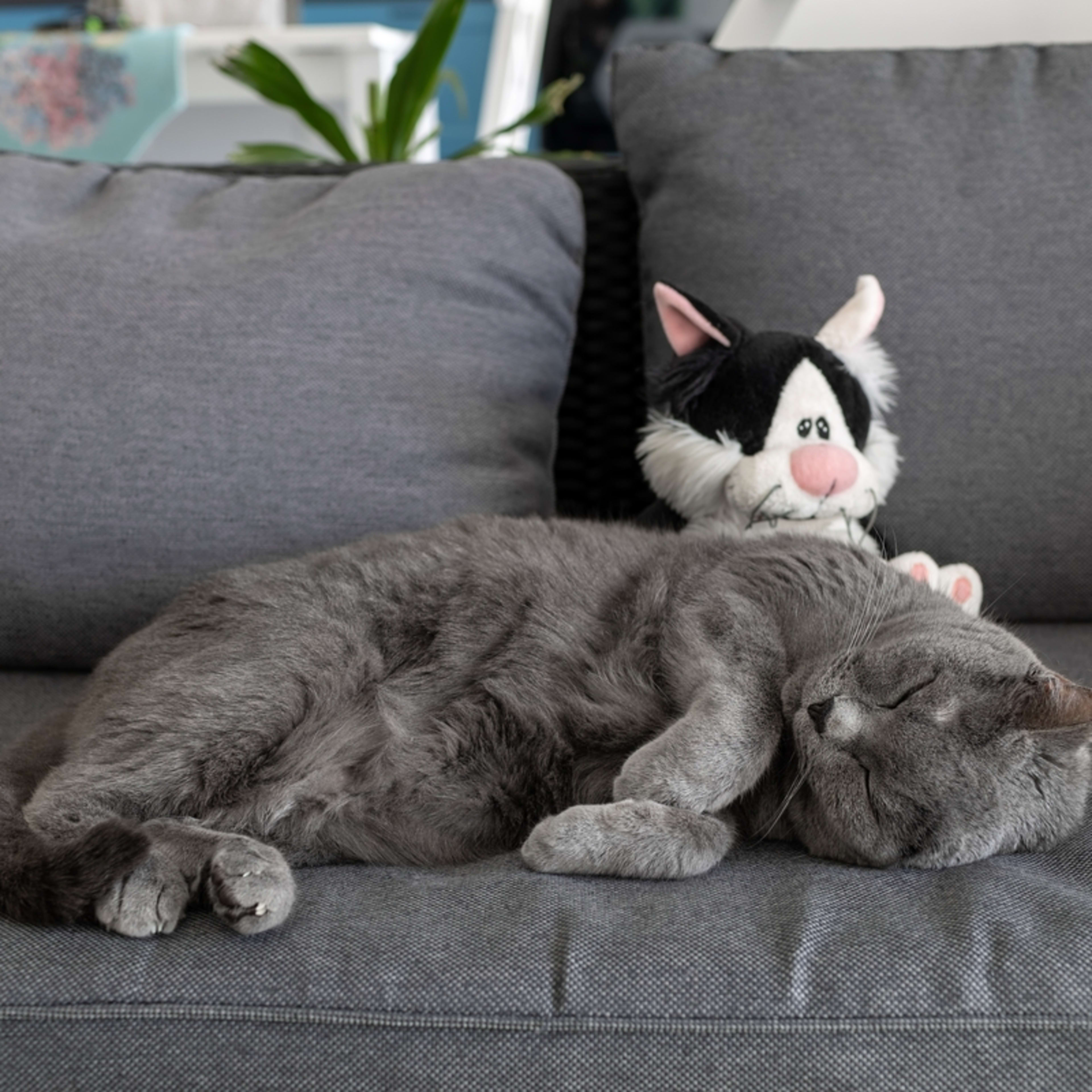 Why Do Dogs Tilt Their Heads? 5 Scientific Reasons - Parade Pets